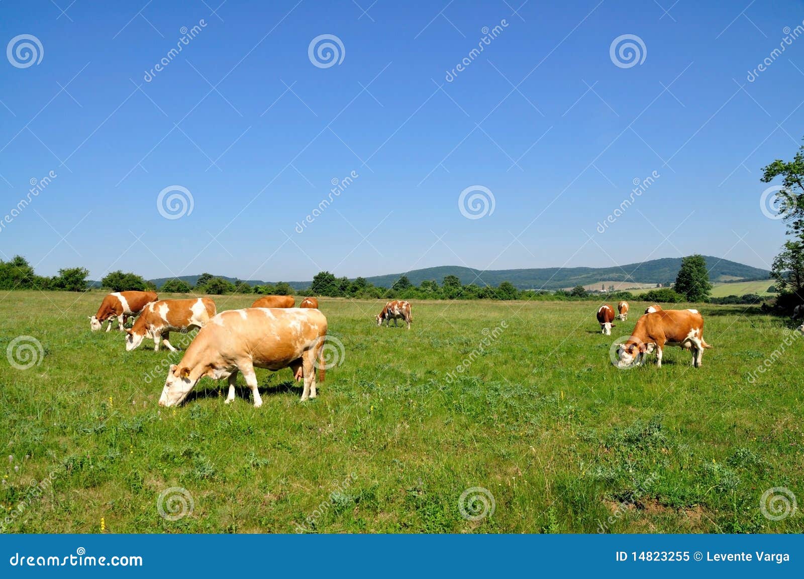Grazing cow. stock image. Image of cowshed, dairy, mottled - 14823255