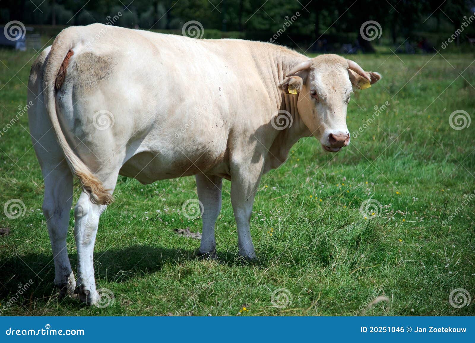 Grazing cow stock photo. Image of meadow, field, green - 20251046
