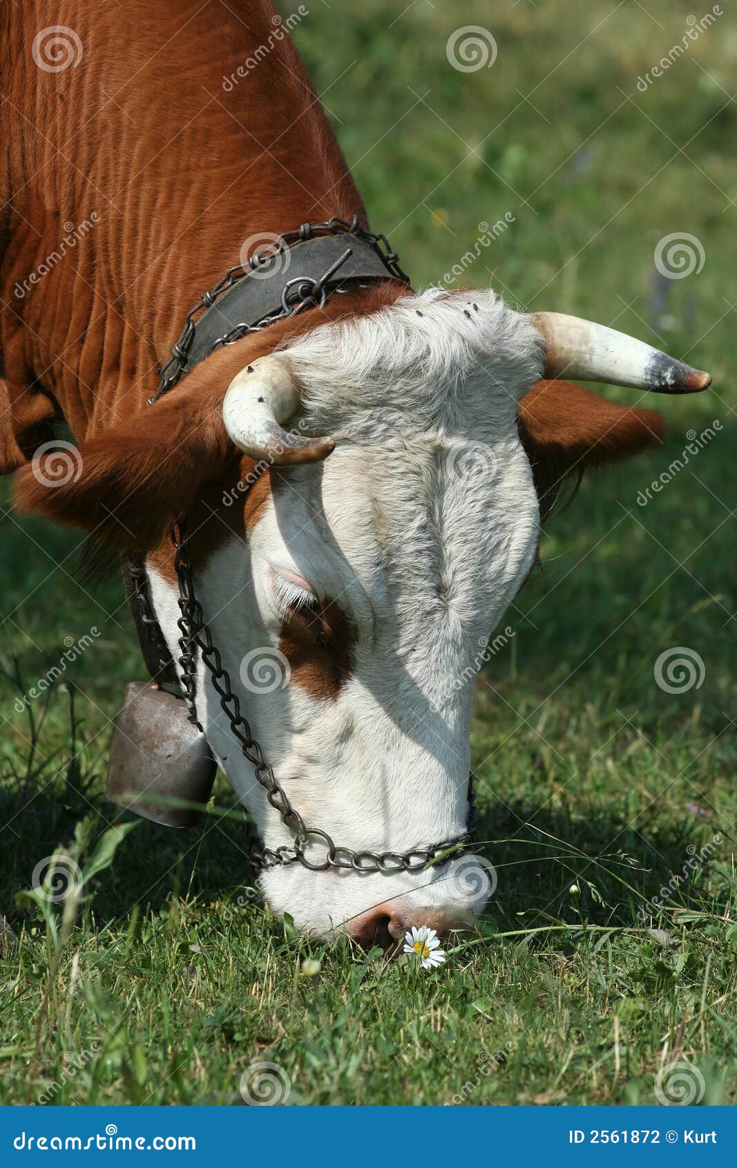 Grazing Cow Picture. Image: 2561872