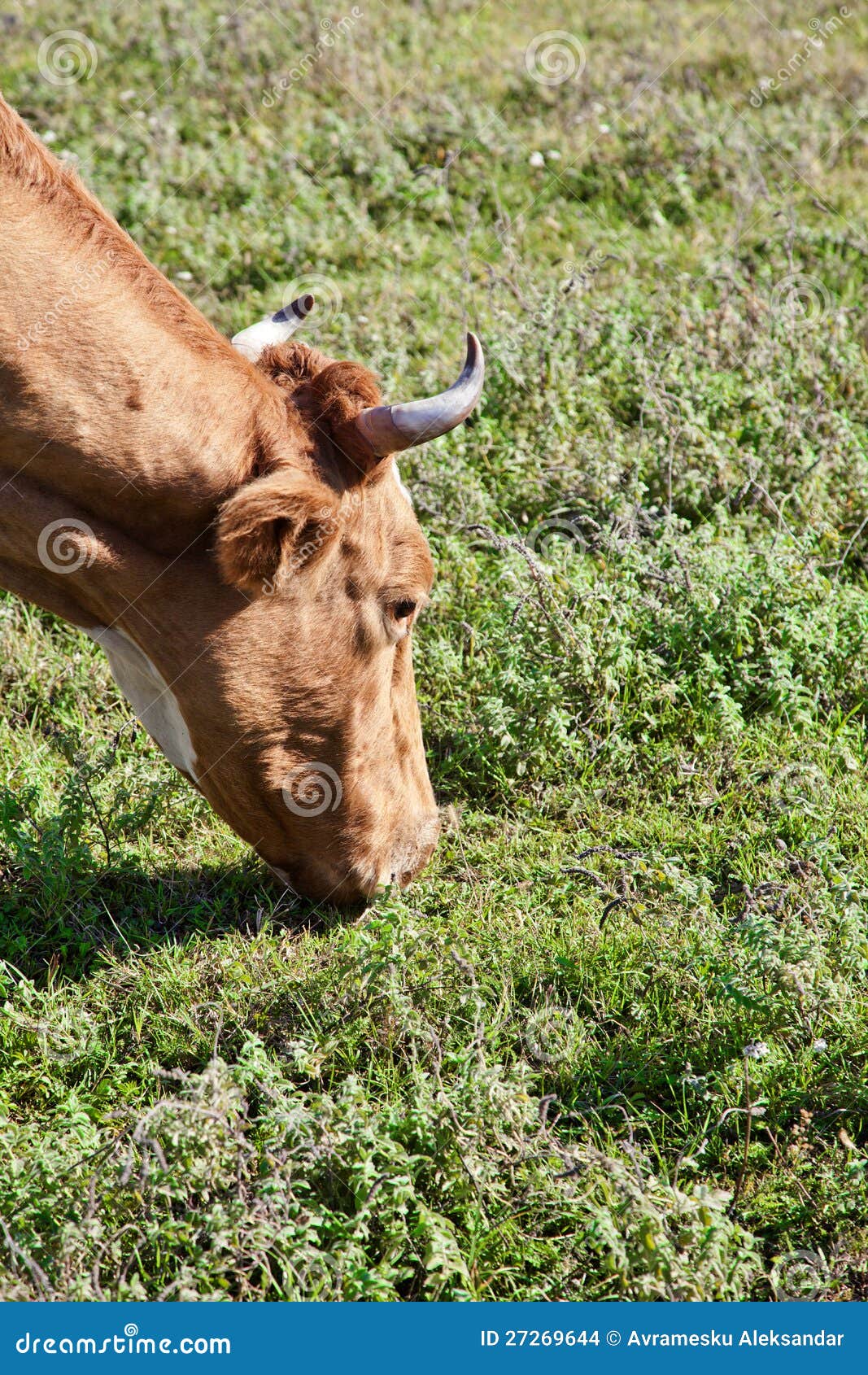 Grazing cow stock photo. Image of mammal, nonurban, dairy - 27269644