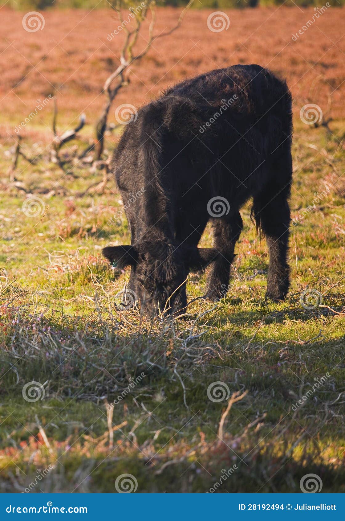 Grazing cow stock photo. Image of farming, lush, feeding - 28192494