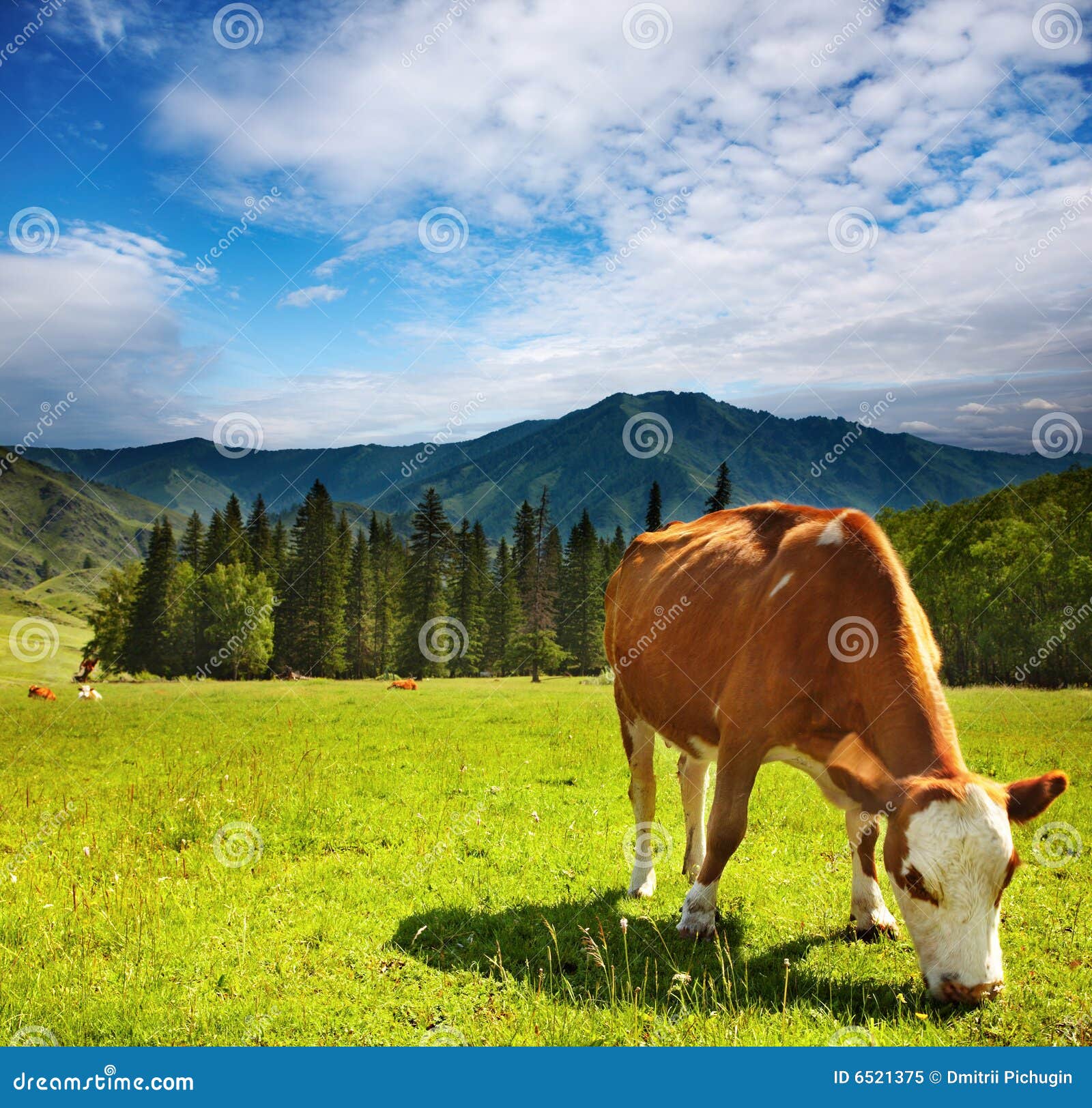 Grazing cow stock image. Image of green, grass, environment - 6521375