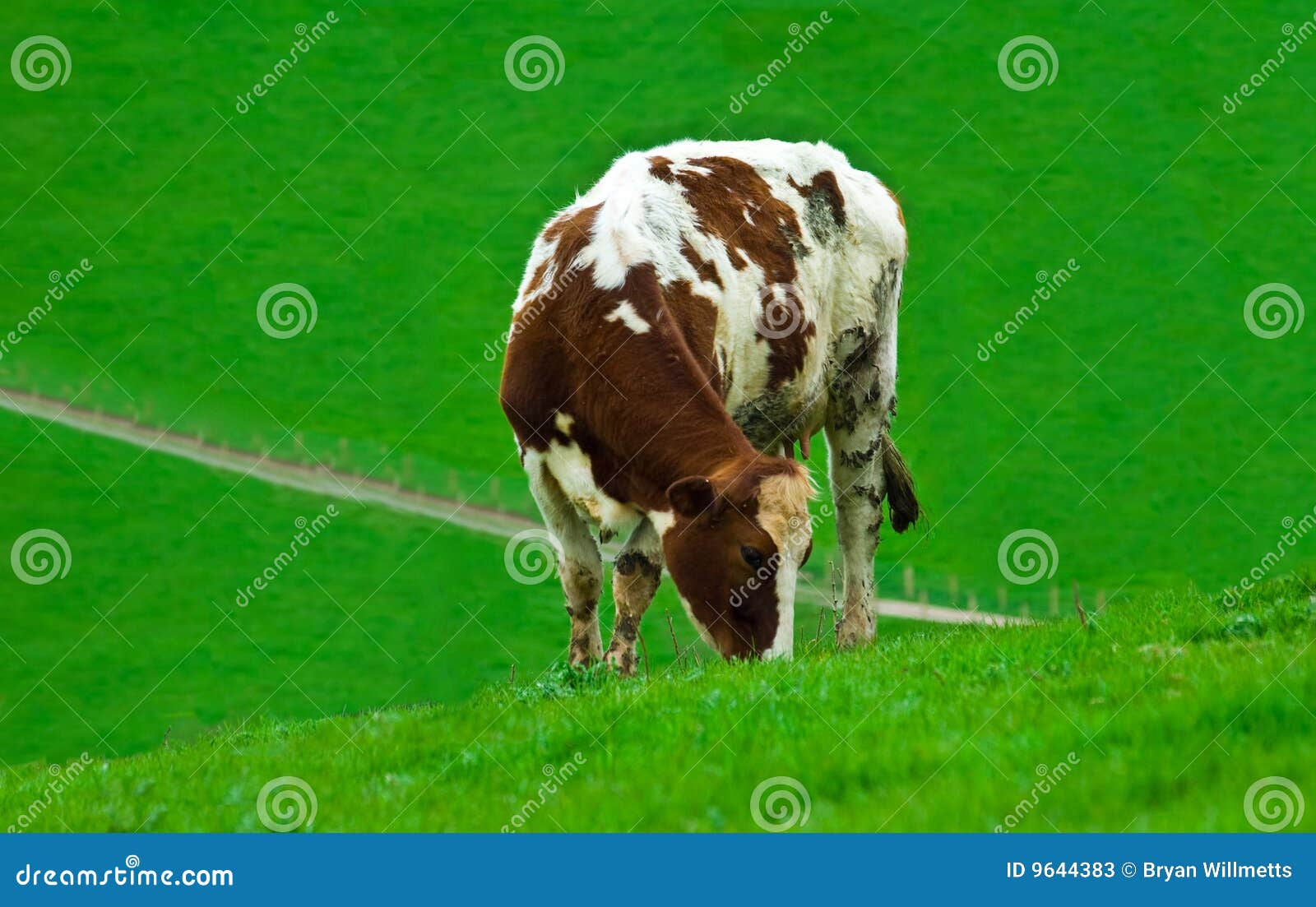 Grazing cow stock image. Image of grass, frisian, hoof - 9644383