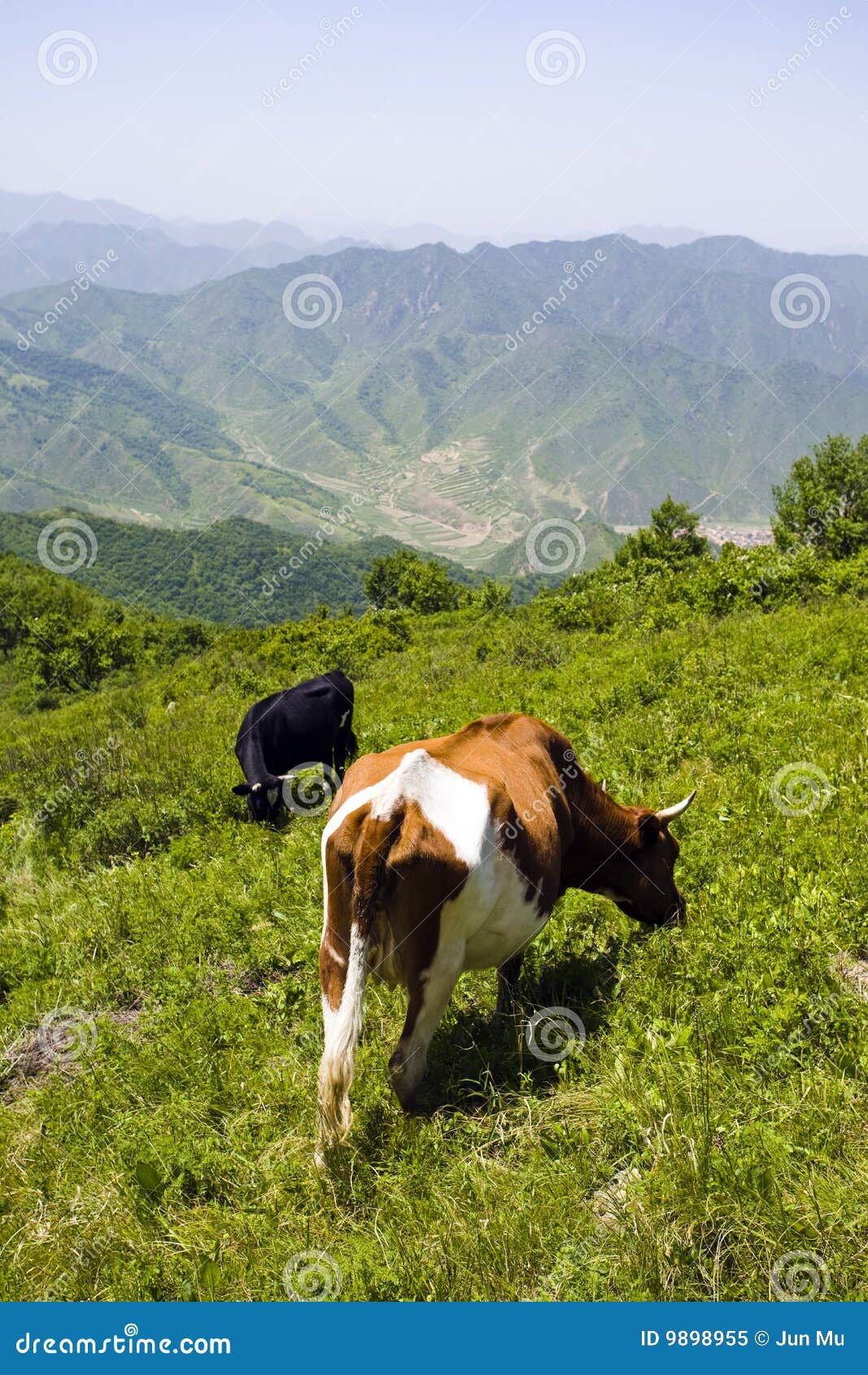 Grazing cow stock image. Image of bovines, blue, land - 9898955