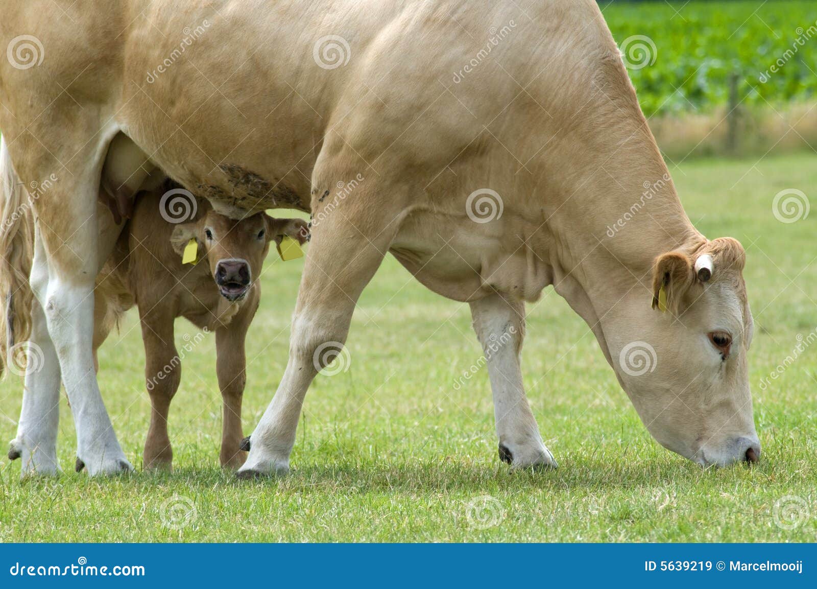 Frightened Cow