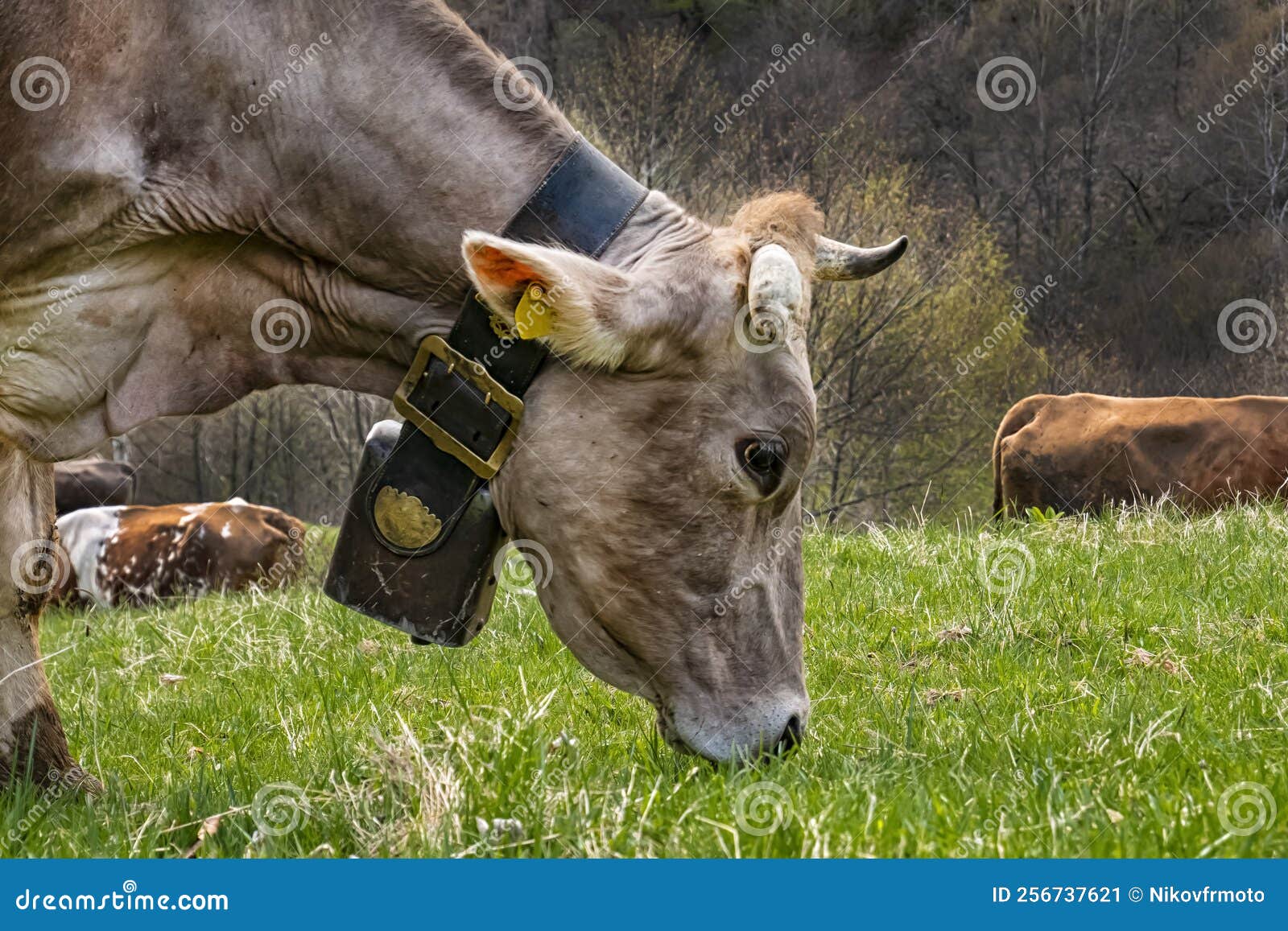 Grazing Cow Close-up of the Head Stock Image - Image of country ...