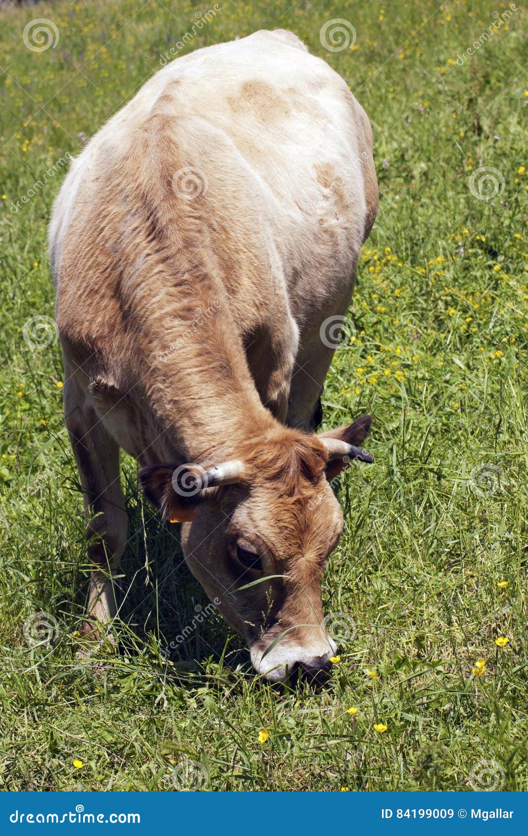 Grazing Cow in a Green Grass Stock Image - Image of beef, outdoor: 84199009
