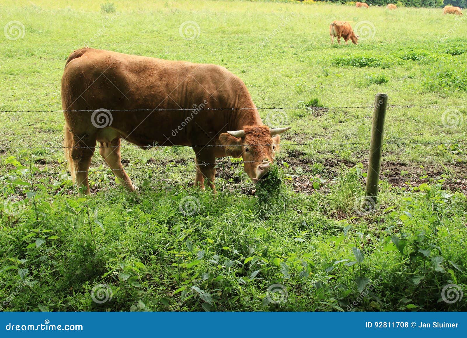 Grazing cow. stock photo. Image of fauna, grass, group - 92811708