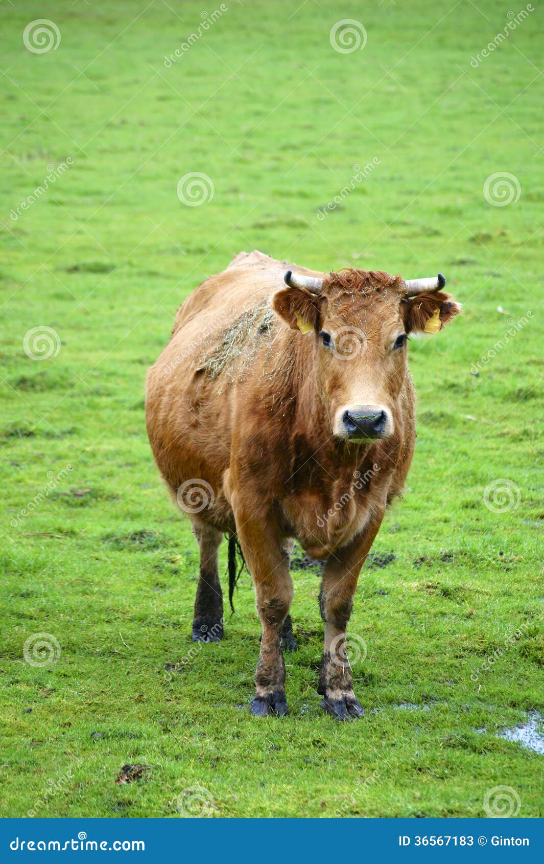Grazing Cow stock image. Image of portrait, agricultural - 36567183