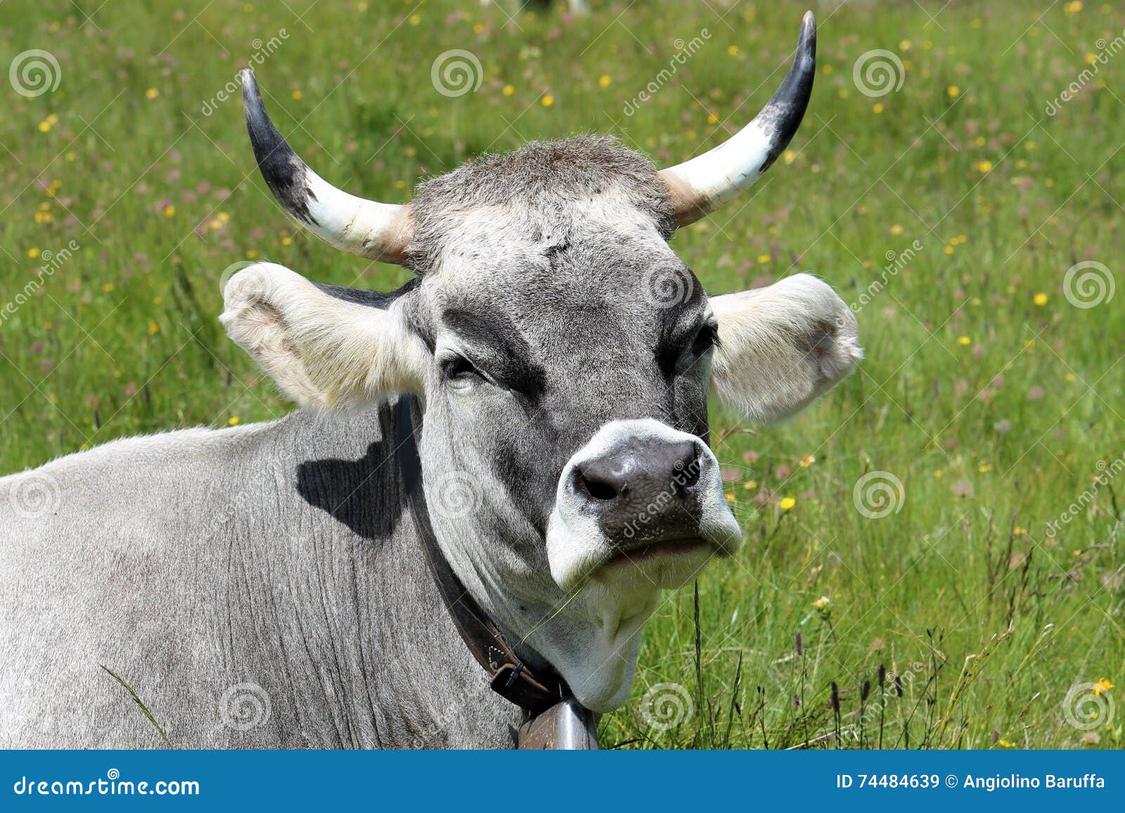 Grazing cow stock image. Image of herbivore, grass, cows - 74484639