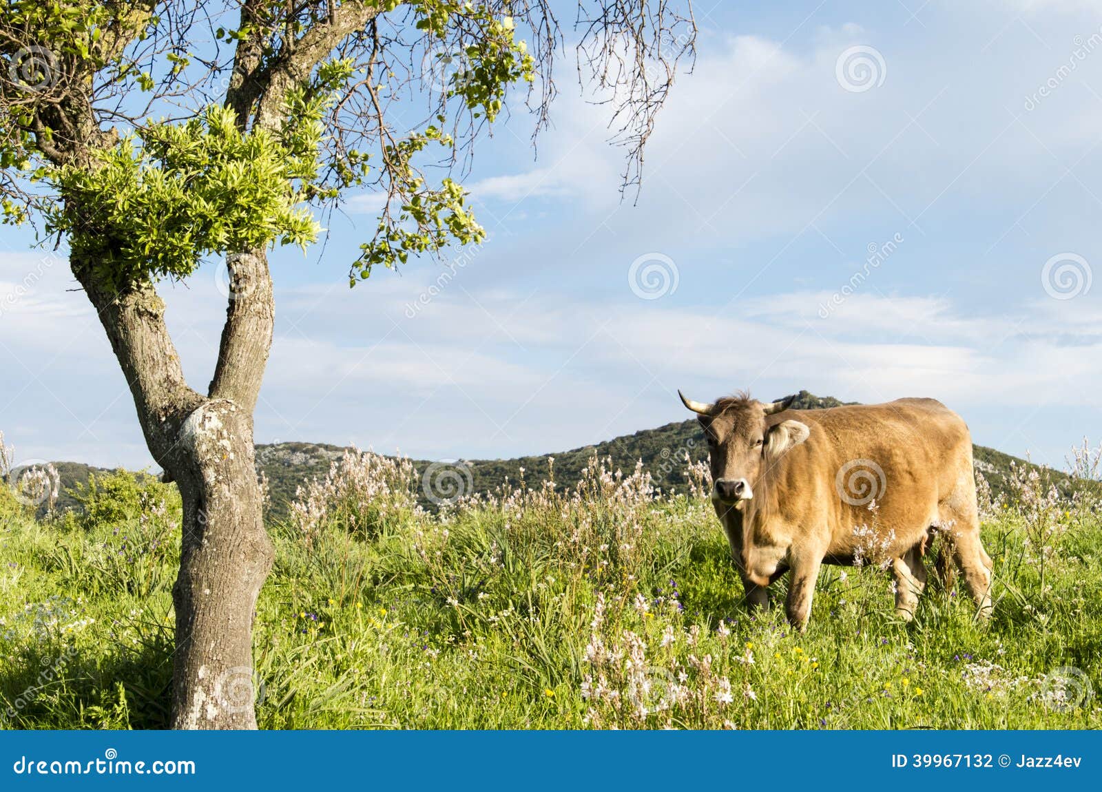 Grazing cow beside a tree stock photo. Image of field - 39967132