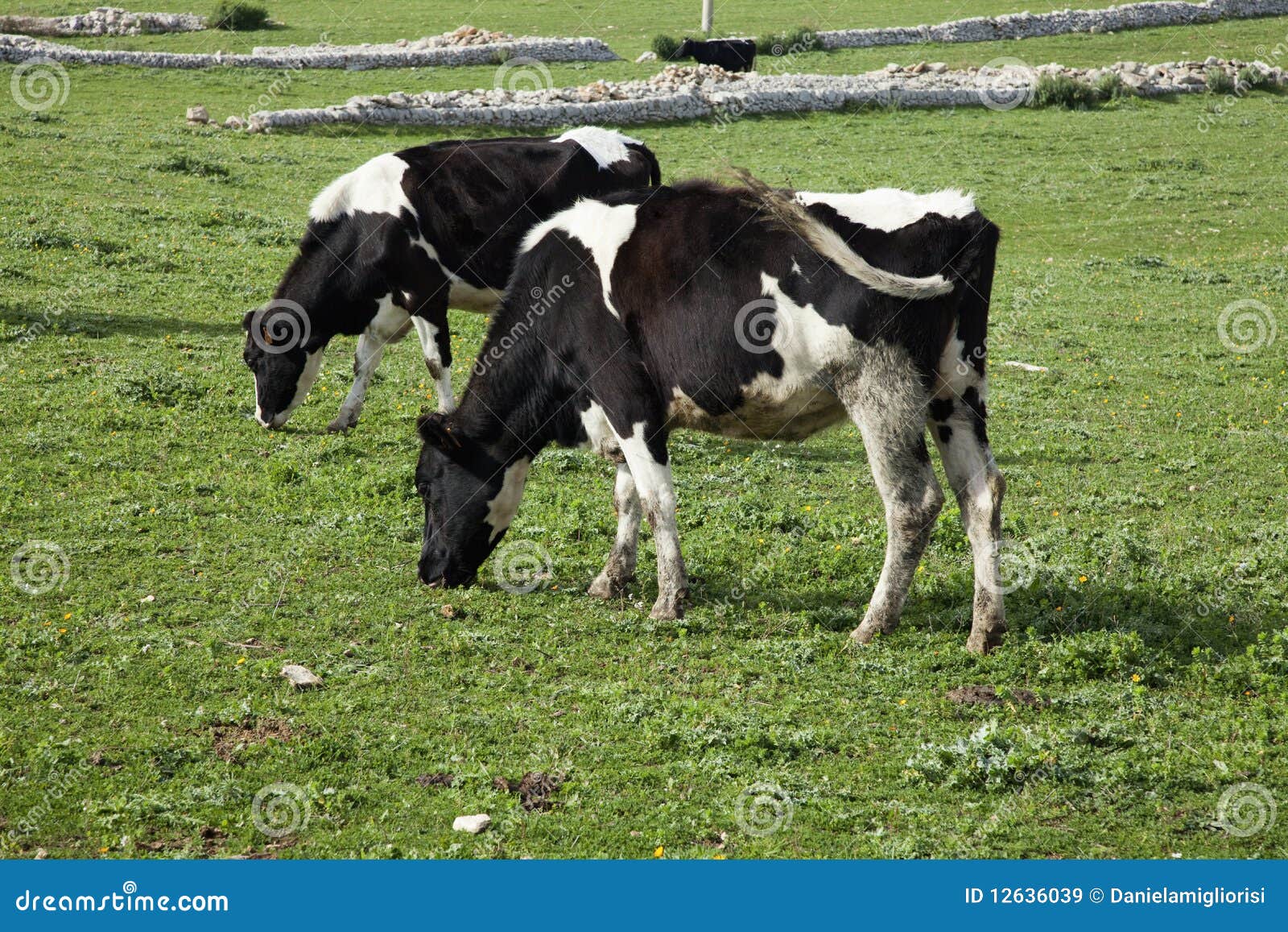 Grazing cows stock image. Image of livestock, countryside - 12636039