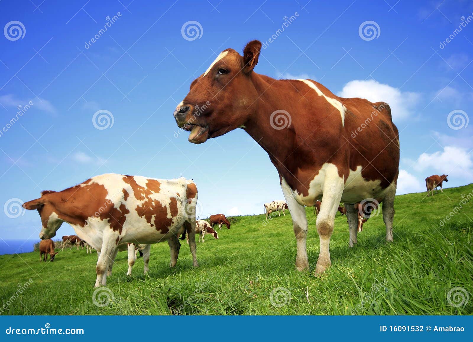 Grazing cows stock photo. Image of beef, curiosity, farming - 16091532