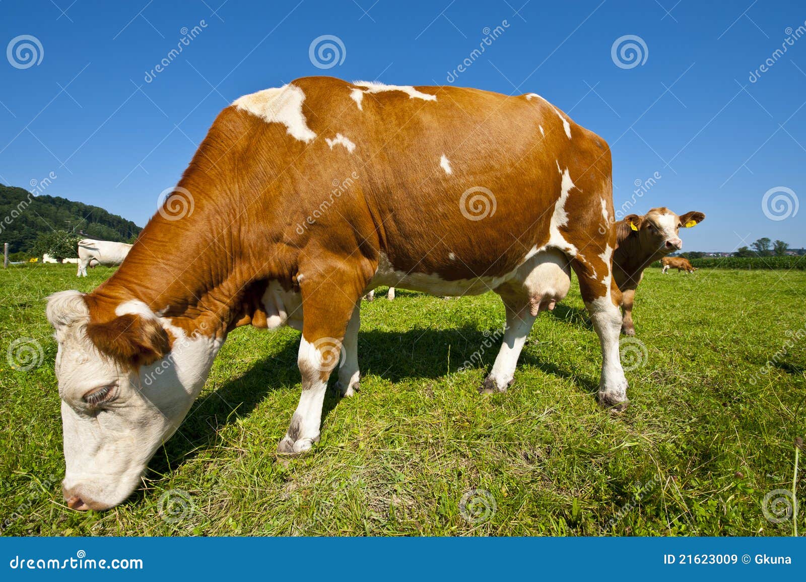 Grazing Cows stock image. Image of farm, lips, bovine - 21623009