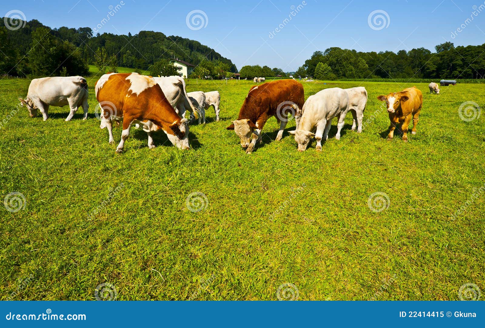 Grazing Cows stock image. Image of bavaria, countryside - 22414415