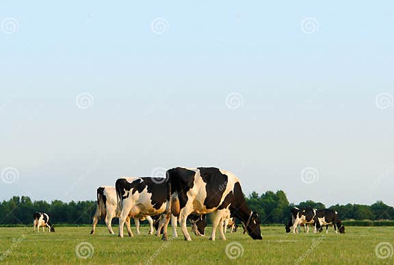 Grazing cows stock photo. Image of livestock, dutch, field - 2771466