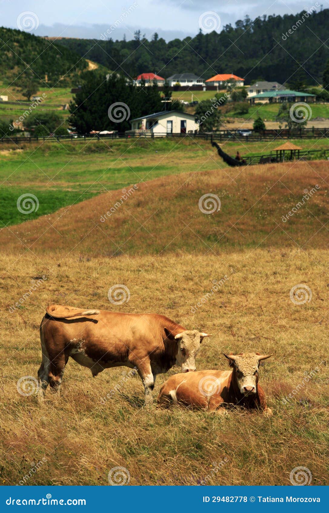 Grazing cows stock photo. Image of agriculture, graze - 29482778