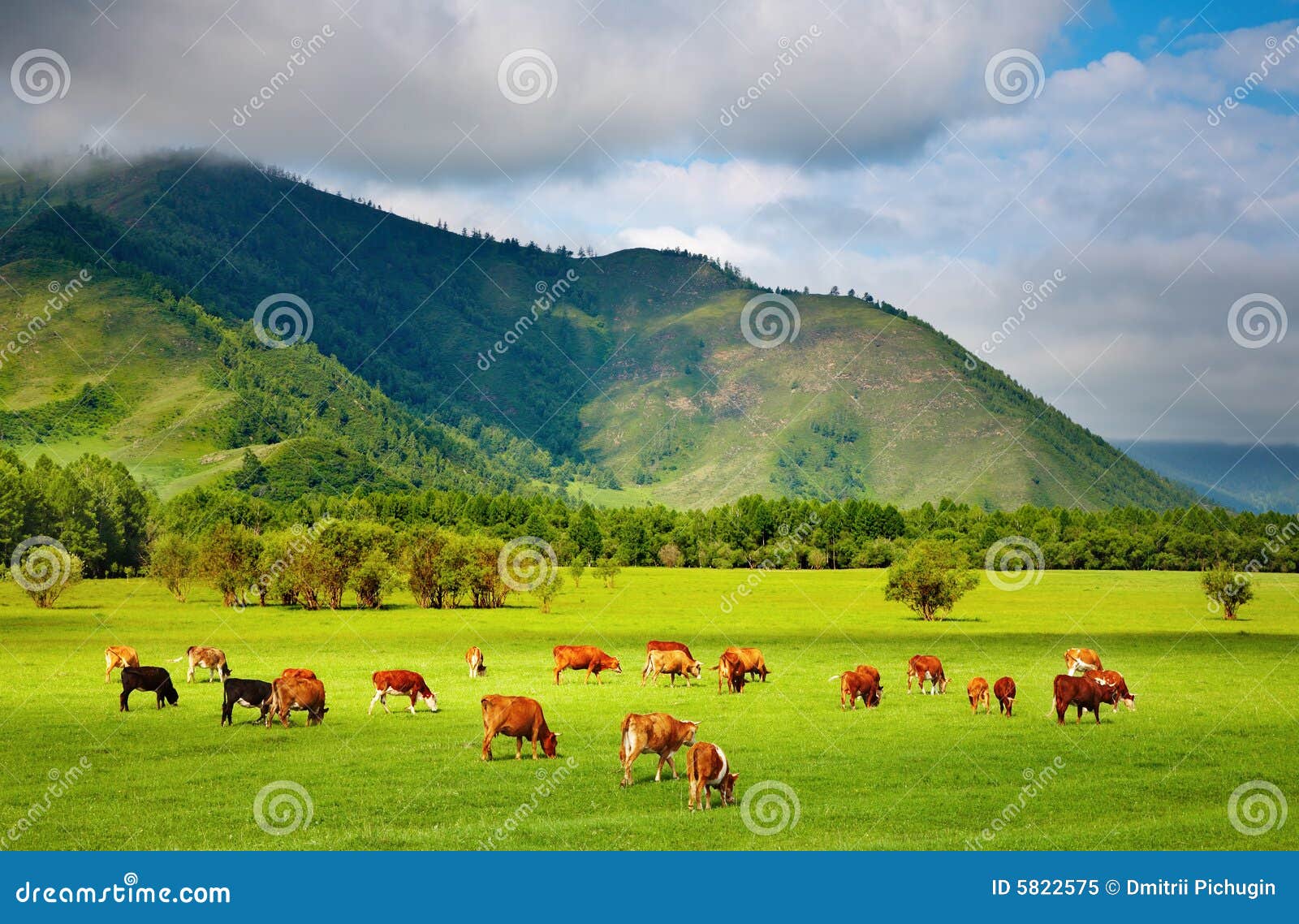 Grazing cows stock image. Image of grassland, landscape - 5822575
