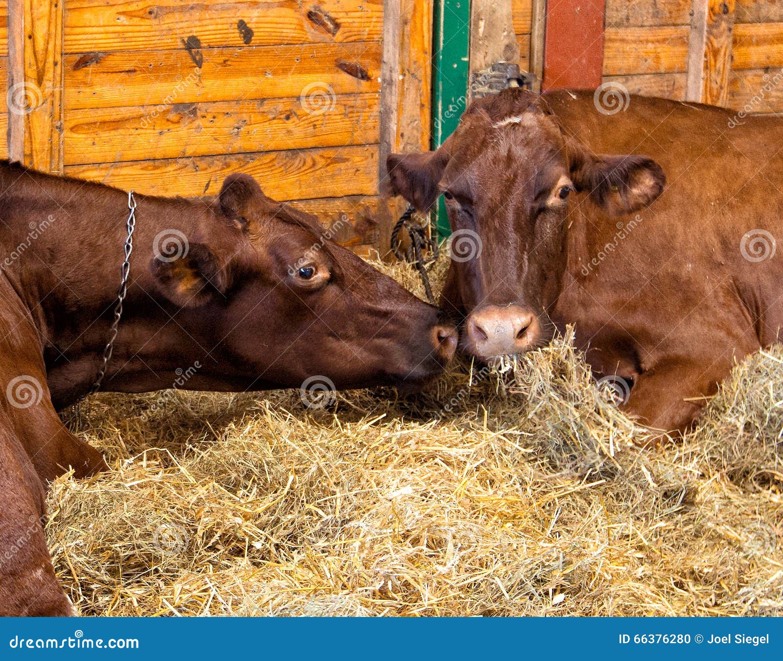 Dairy Cows in a Barn Eating Hay Stock Photo - Image of affection ...