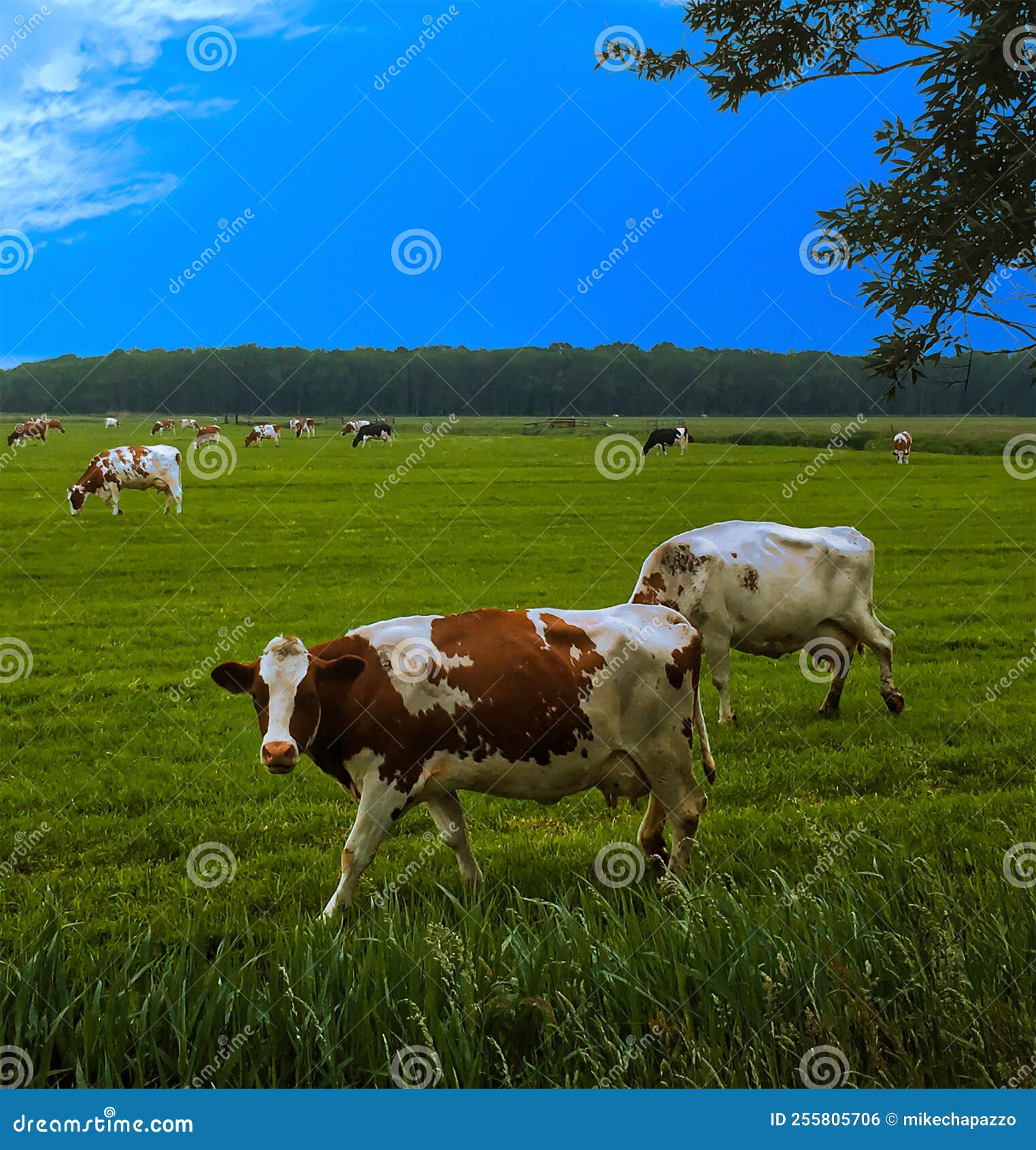 Grazing Cows in Dutch Field Stock Photo - Image of animals, grazing ...