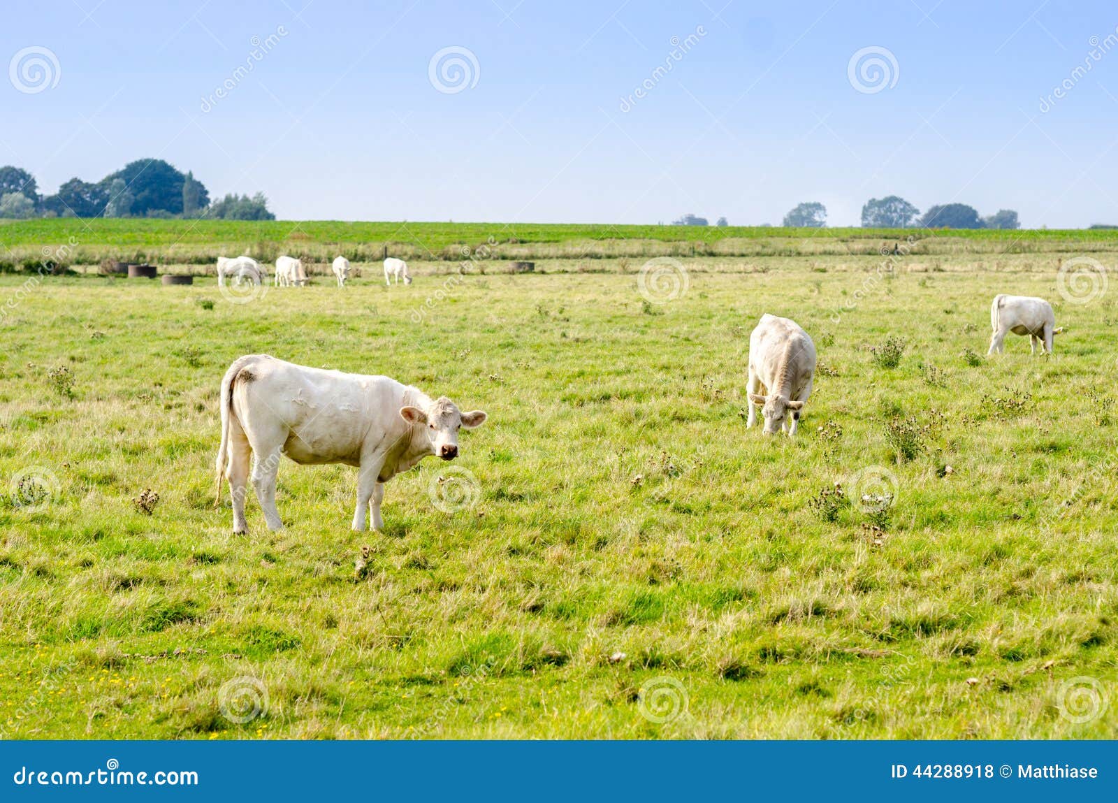 Grazing Cows on a Field stock photo. Image of dairy, landscape - 44288918