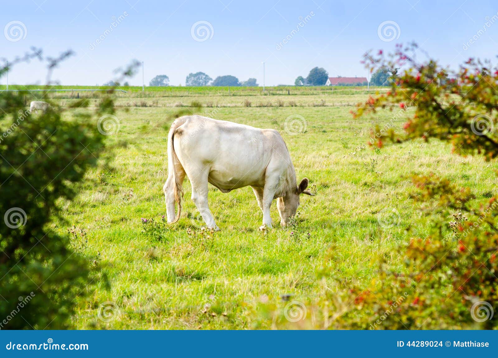 Grazing Cows on a Field stock photo. Image of agriculture - 44289024