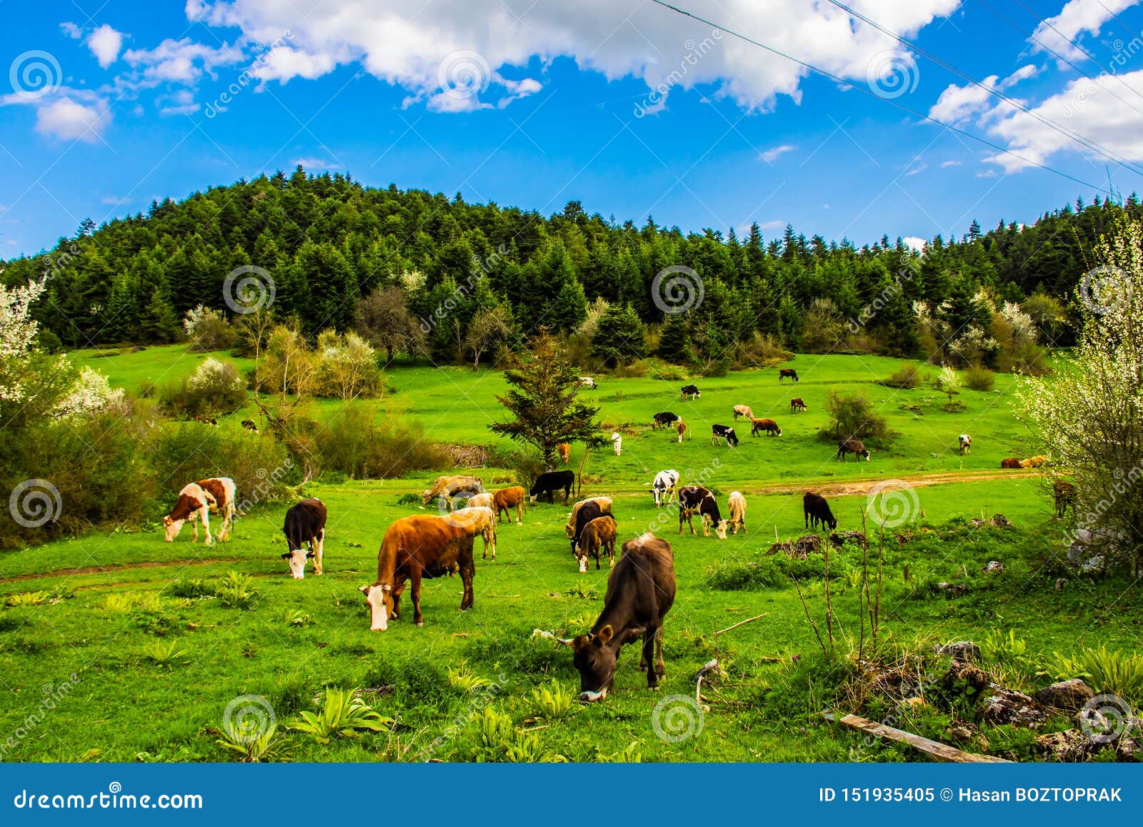Grazing Cows in the Field Turkey Stock Image - Image of mountain, water ...