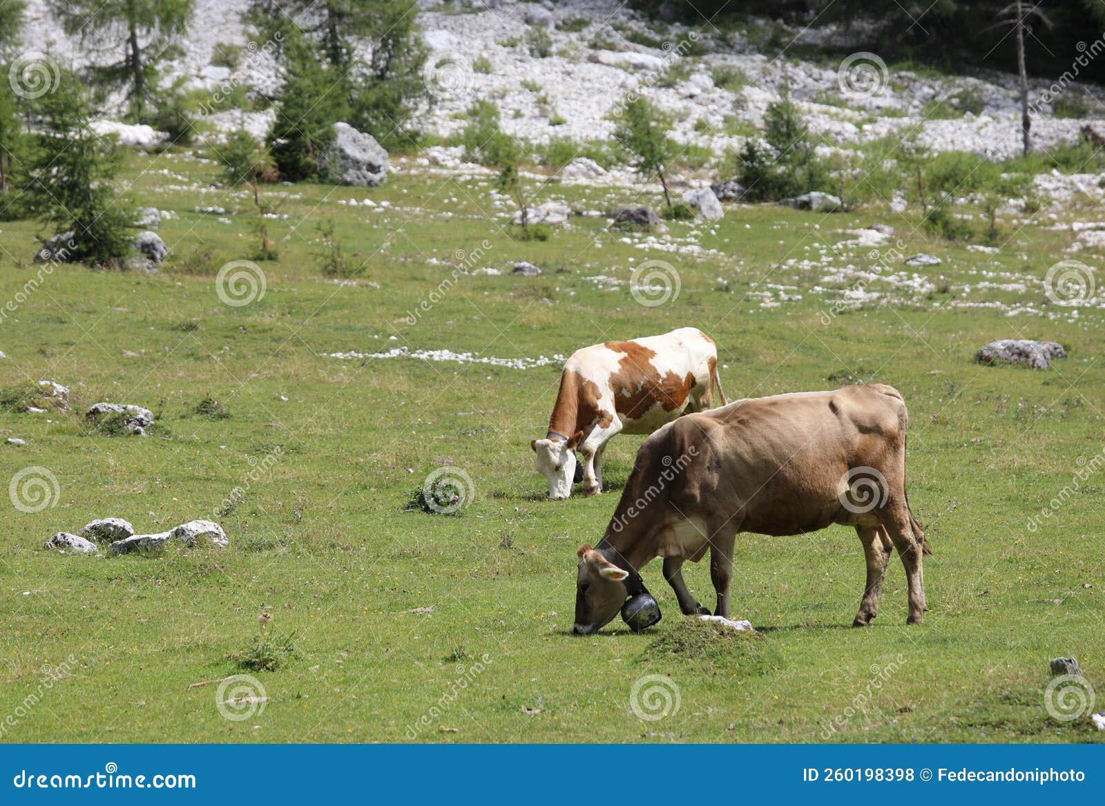 Grazing Cows Graze the Mountain Grass Free To Graze in the Every Stock ...