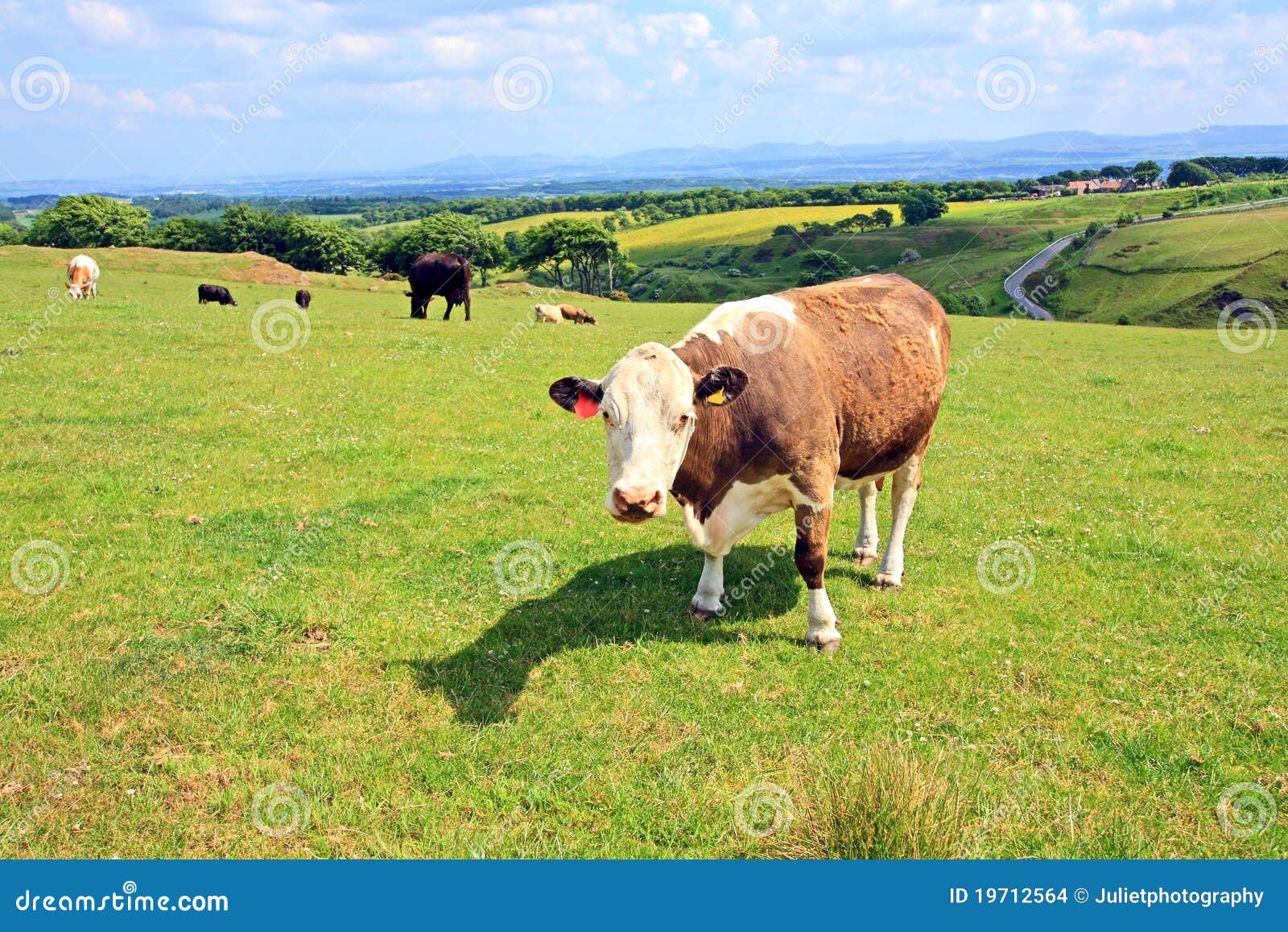 Grazing Cows On The Hills Of Scotland Stock Photo - Image of background ...