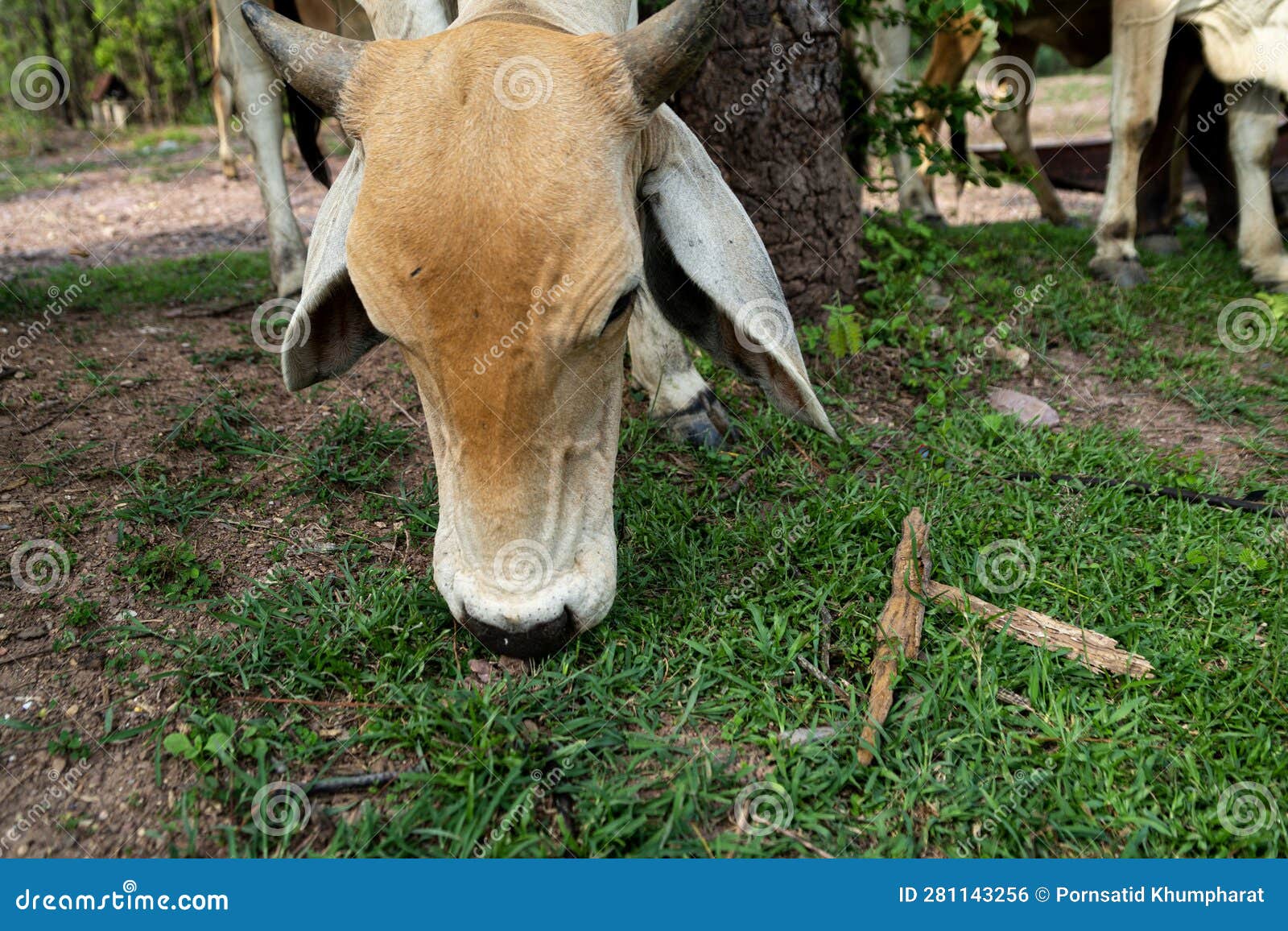 Grazing Cows Industry, Raising Beef Cattle of Thai Farmers Stock Photo ...
