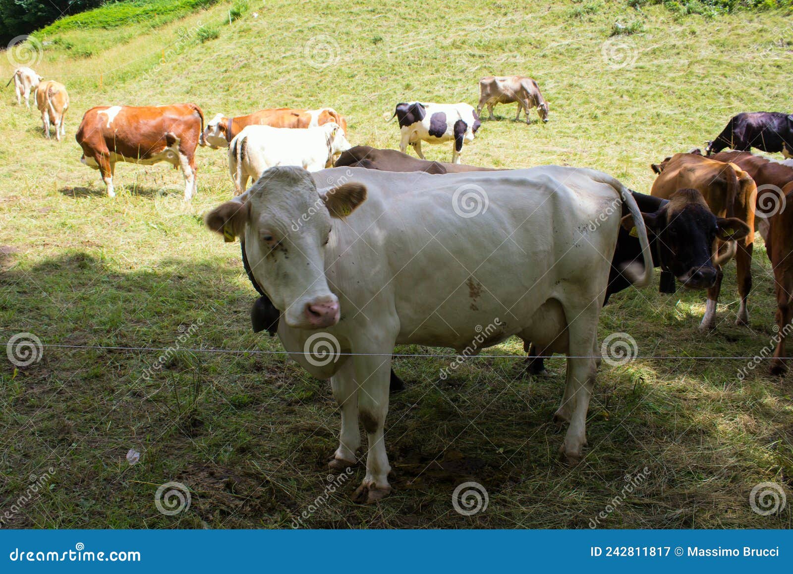 Grazing cows in Italy stock image. Image of herbivore - 242811817