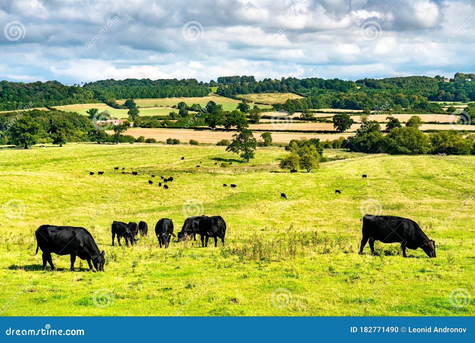 Grazing Cows on a Meadow in England Stock Photo - Image of dairy ...