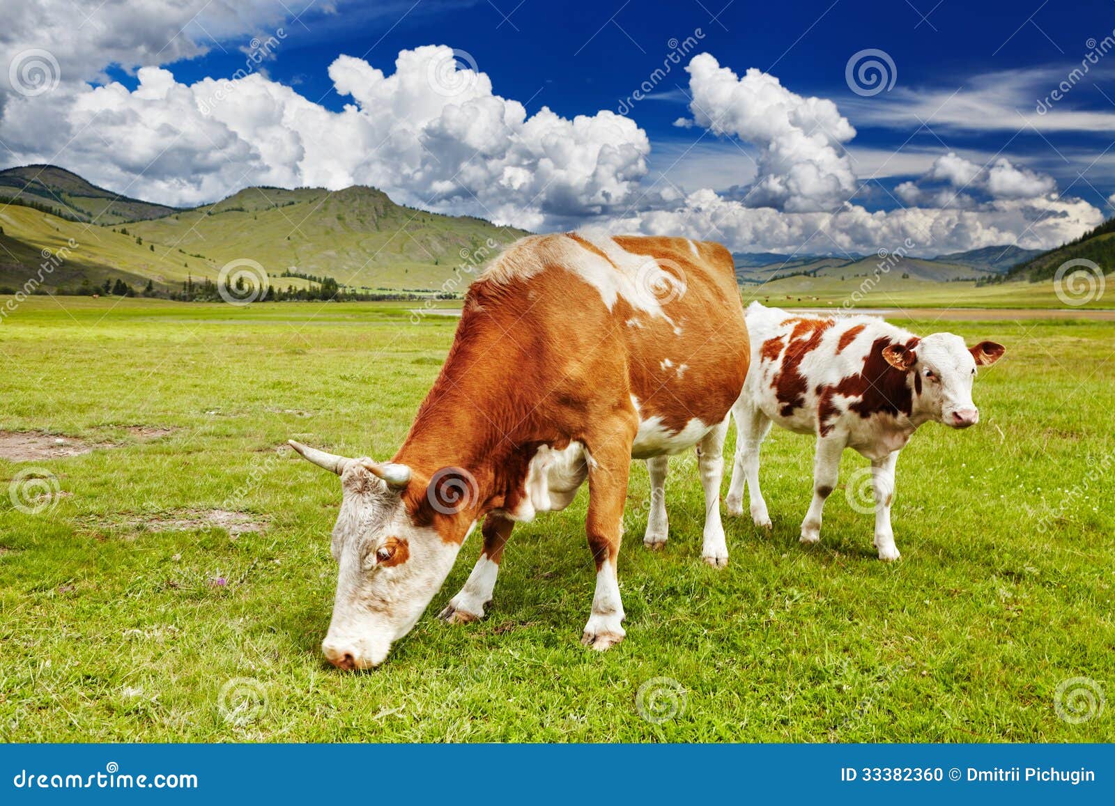 Grazing cows stock photo. Image of livestock, farming - 33382360