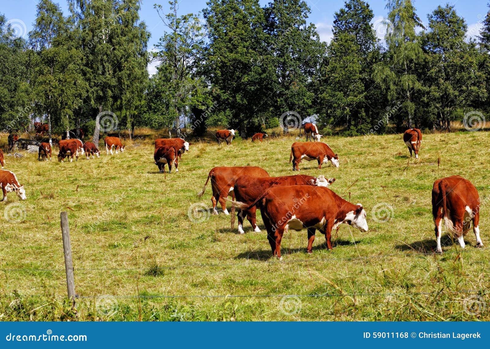 Grazing Cows in Rural Landscape Stock Photo - Image of flowers, farming ...