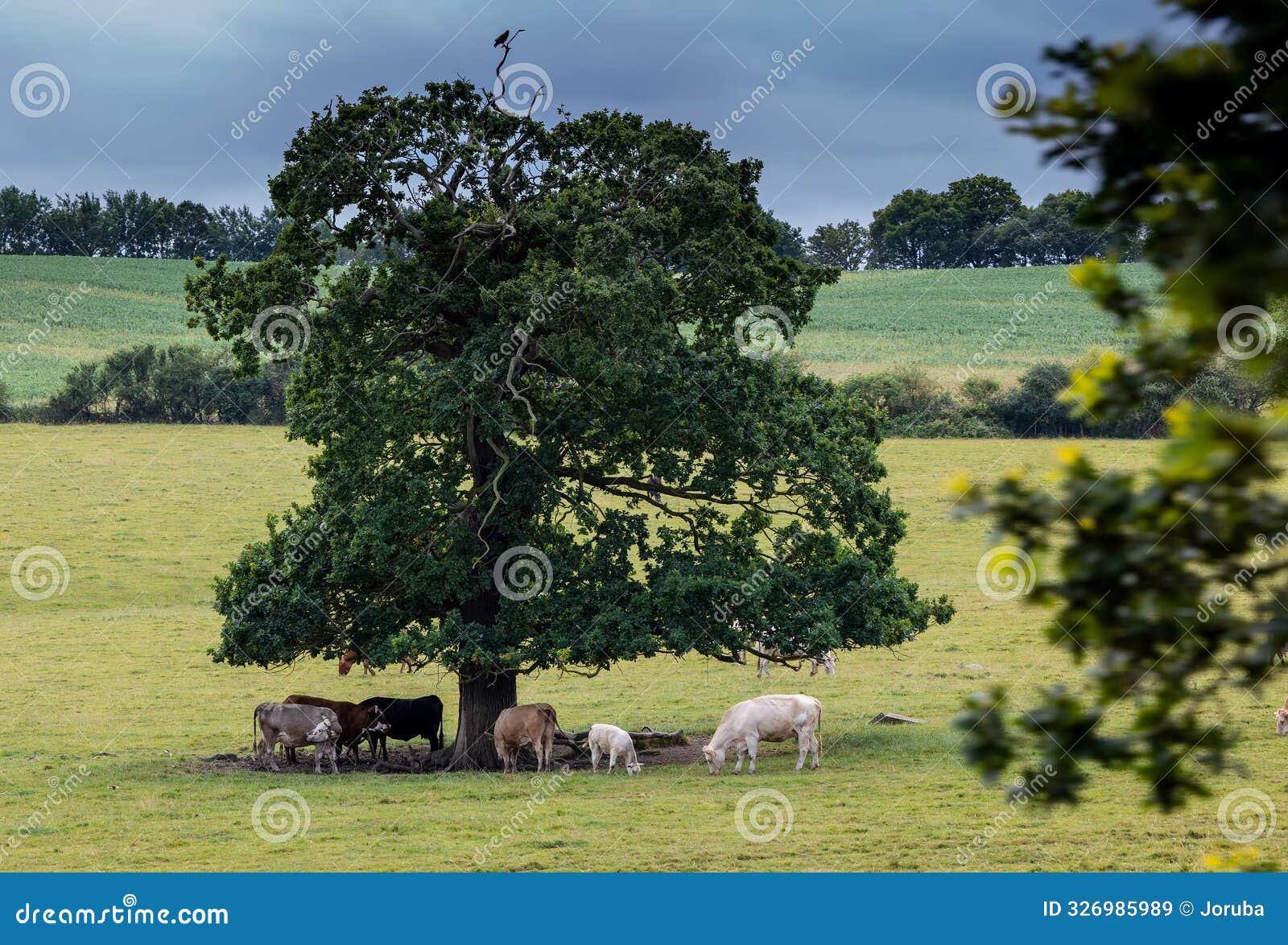 Grazing Cows Under Tree in Farmland in England Stock Image - Image of ...