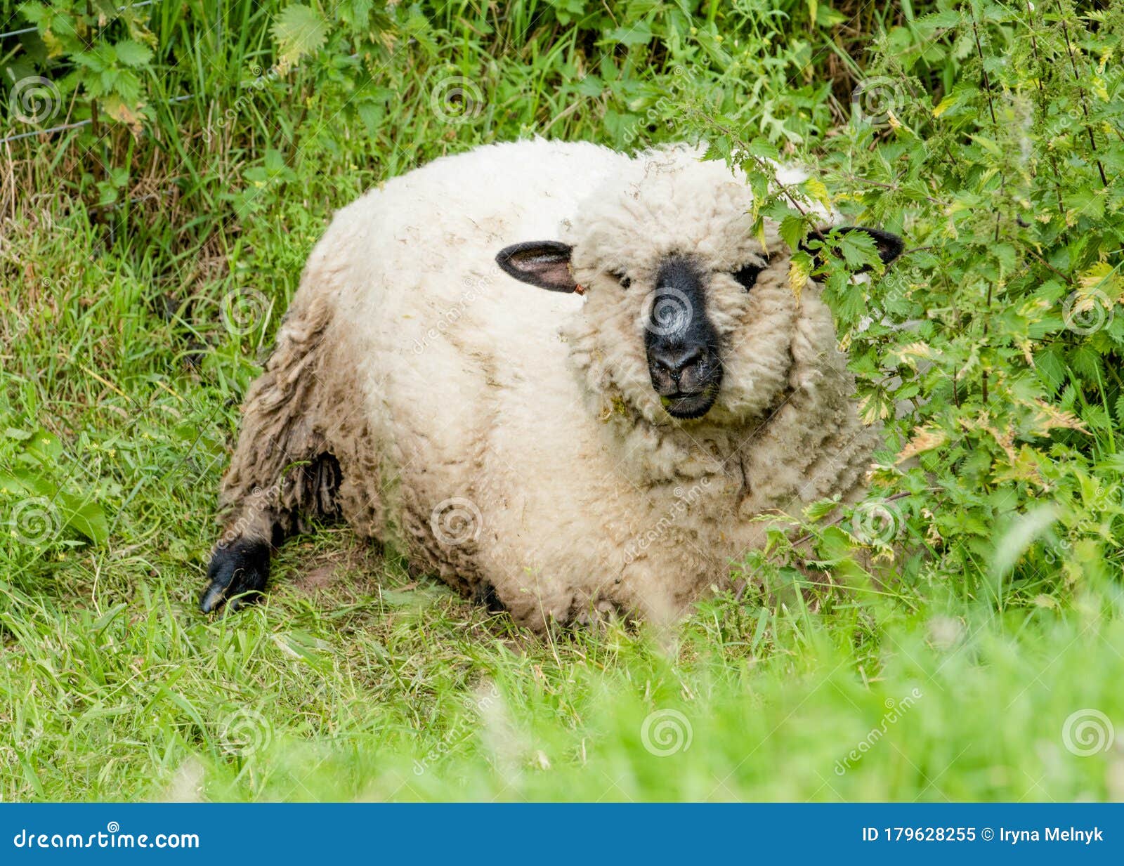 Grazing Cut Little Sheep on the Meadow Lying on Green Grass Stock Image ...