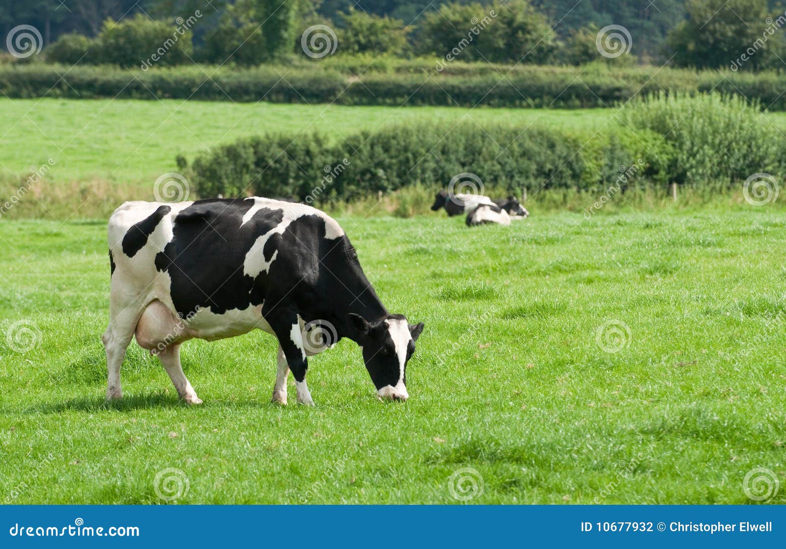 Grazing Dairy Cow stock photo. Image of meadow, white - 10677932