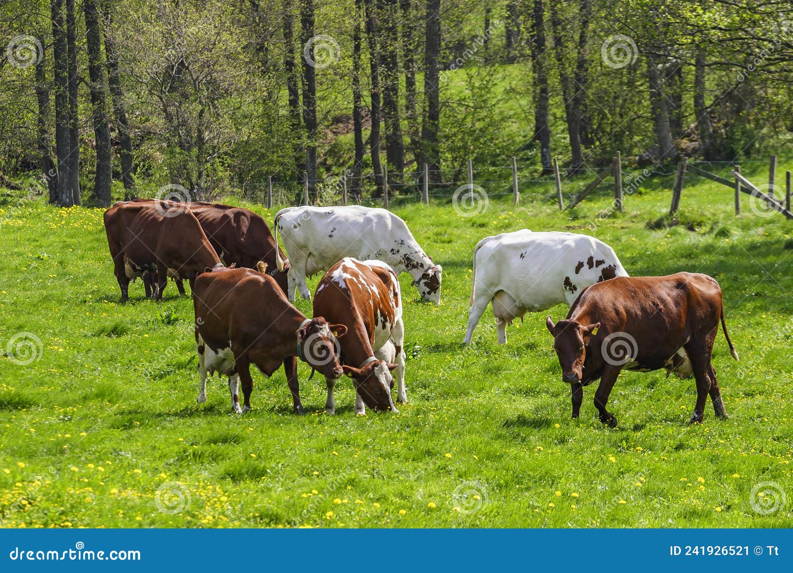 Grazing Dairy Cows on a Meadow in Sprintime Stock Image - Image of ...
