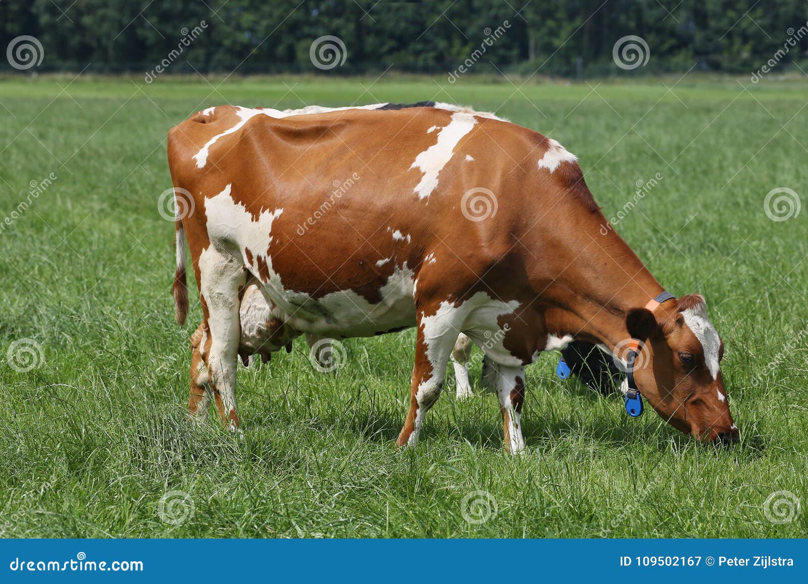 Grazing dairy cows stock image. Image of grazing, live - 109502167