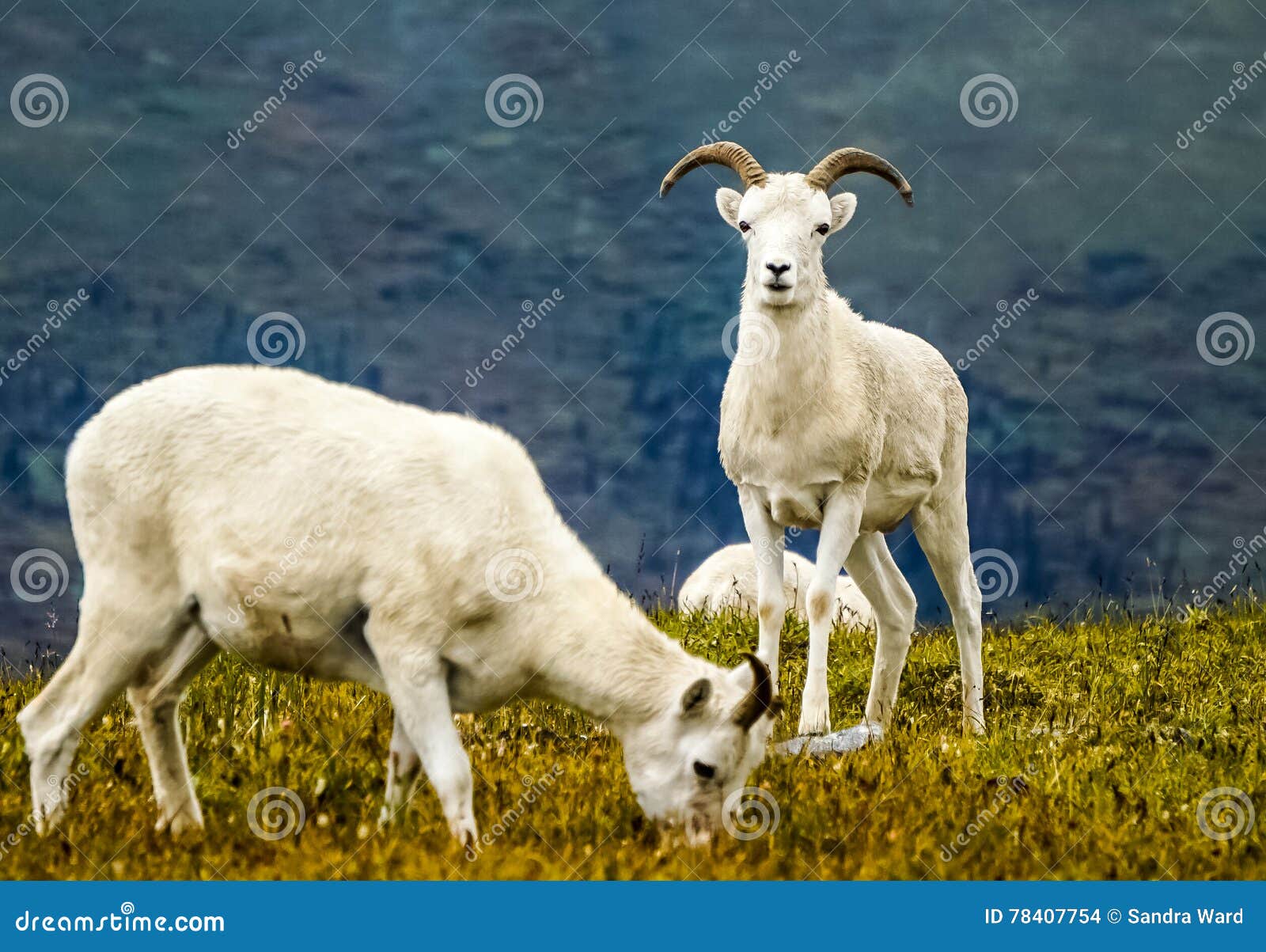 Grazing dall sheep stock photo. Image of alpine, meadow - 78407754