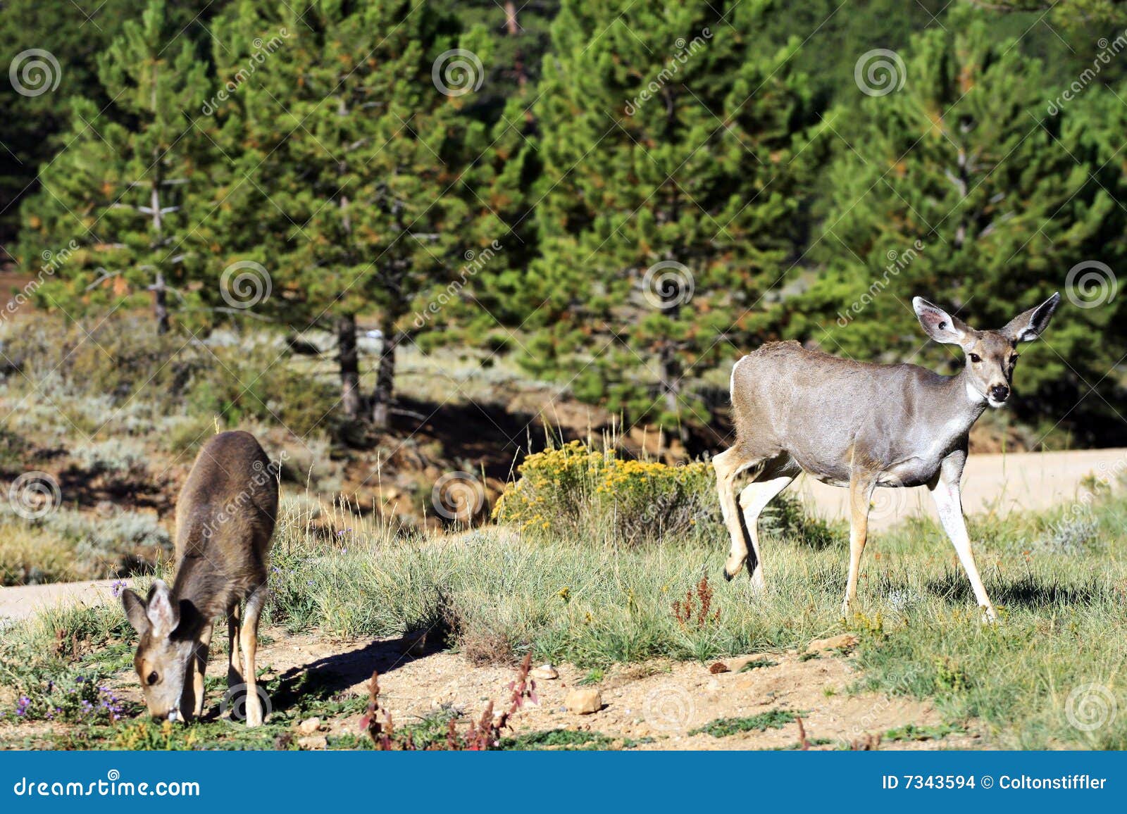 Grazing Deer stock photo. Image of alert, summer, wild - 7343594