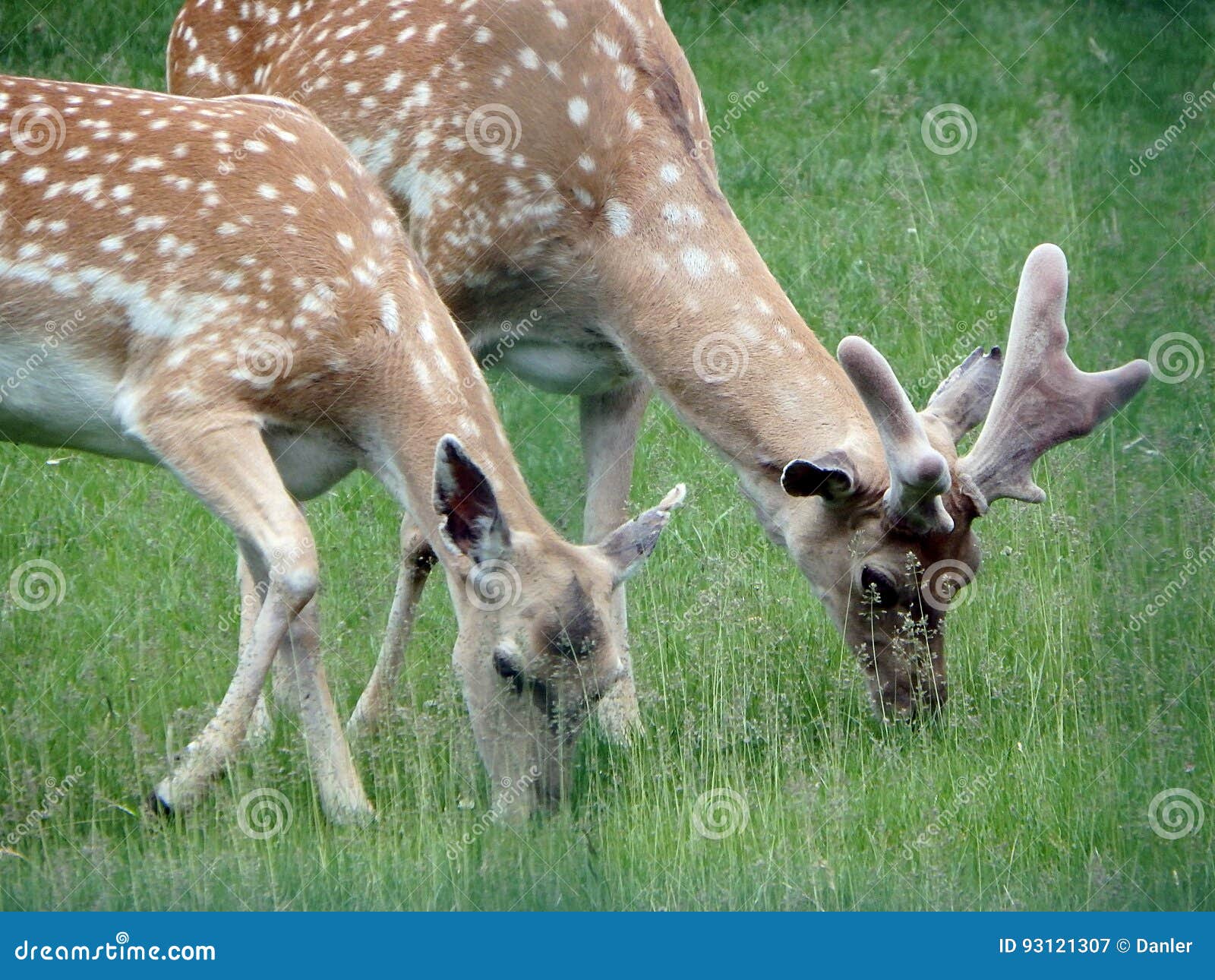 Grazing Deer daniel, stock image. Image of antler, nature - 93121307