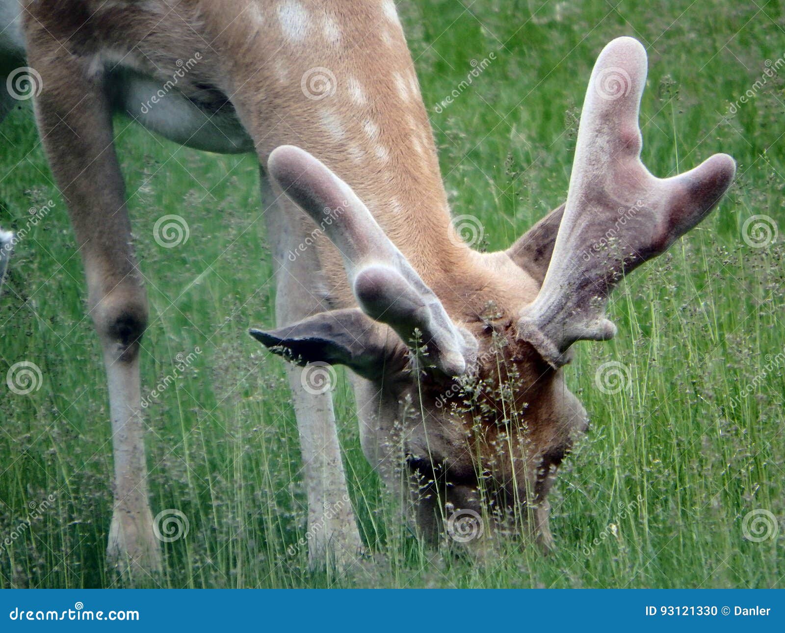Grazing Deer daniel, stock photo. Image of nature, woods - 93121330