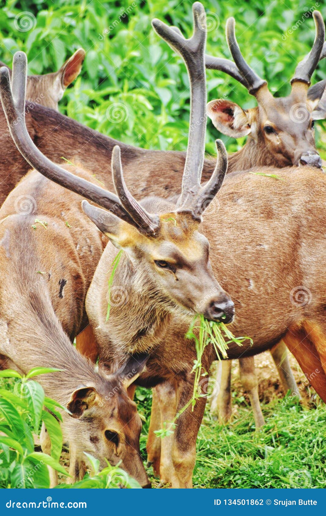Grazing deer stock photo. Image of deer, animal, grazing - 134501862