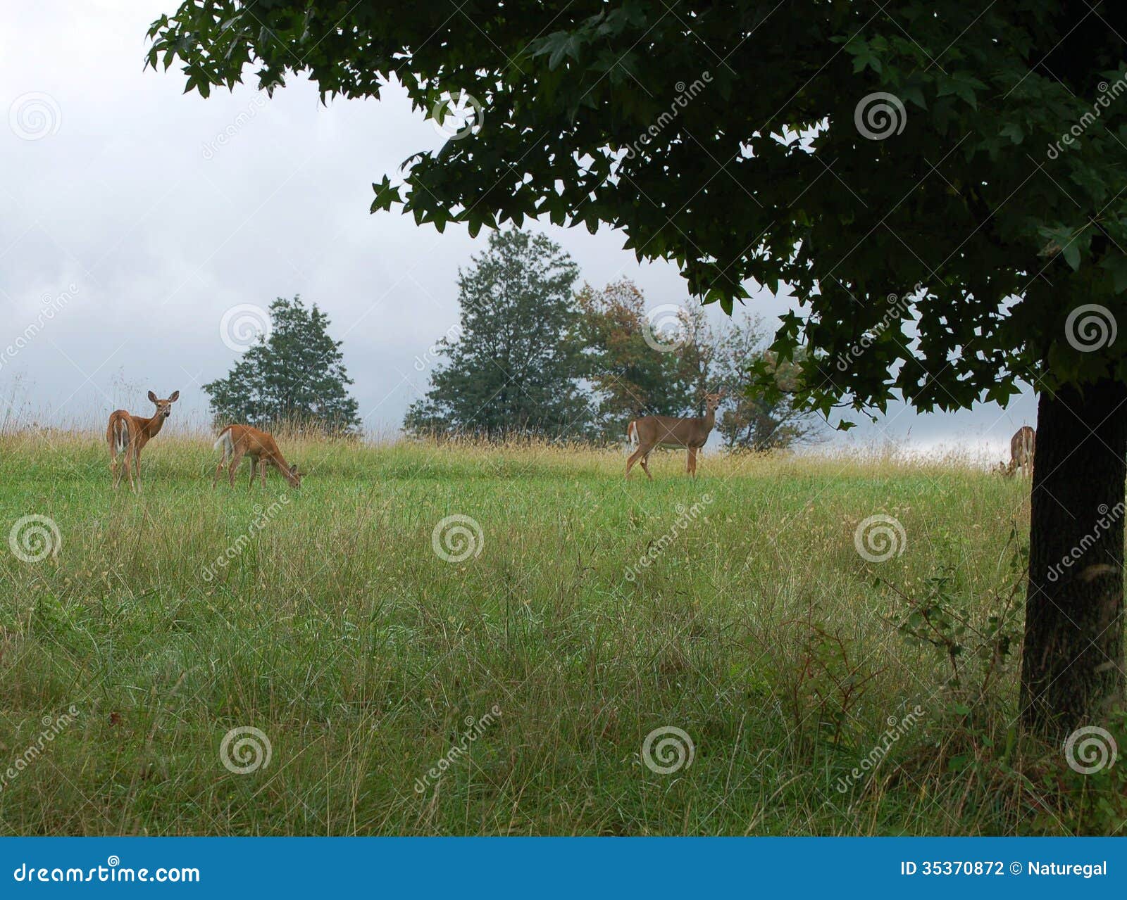 Alert Grazing Deer in Field or Meadow Stock Photo - Image of pasture ...