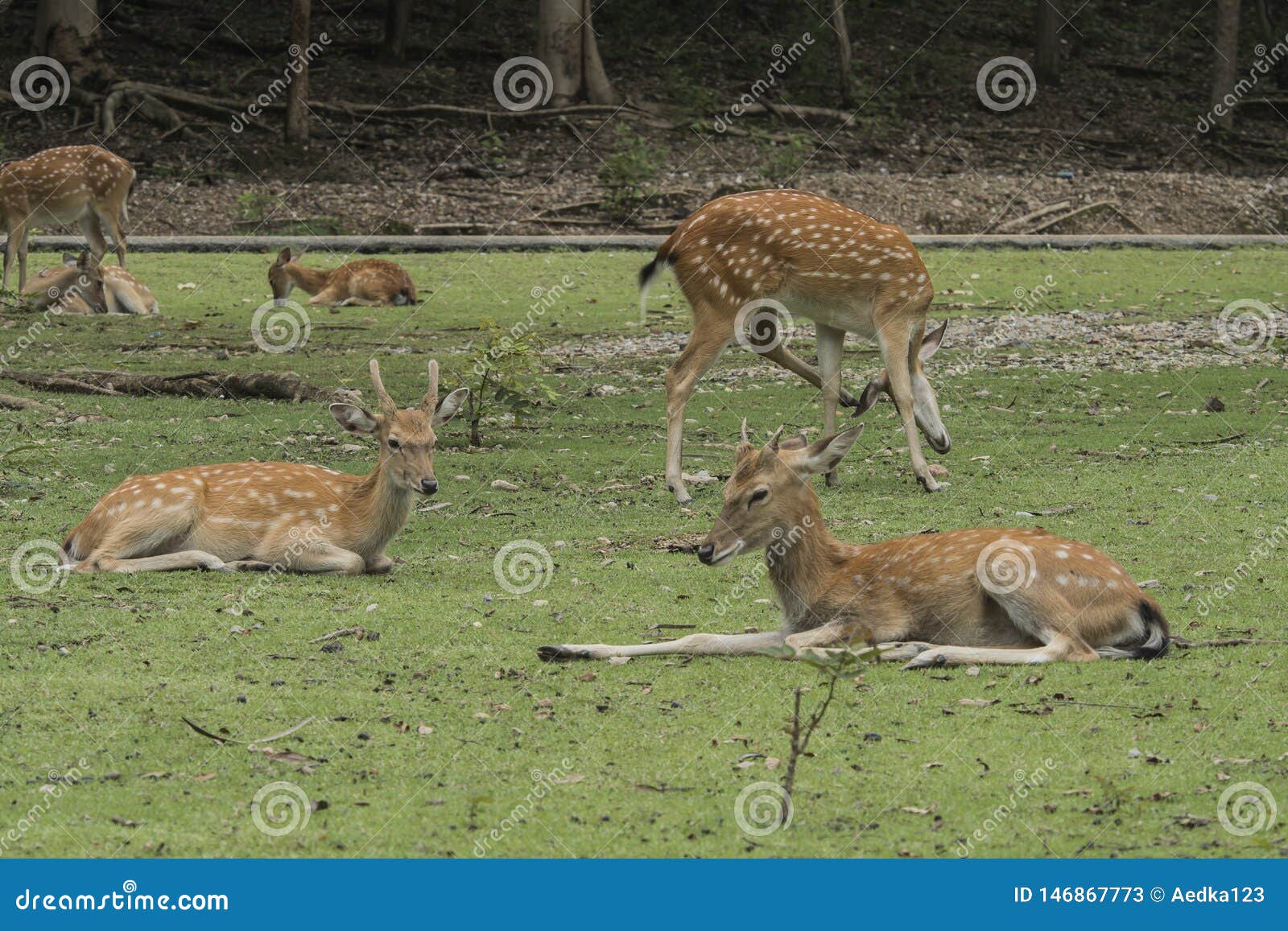 Grazing Deers Stag Hart on the Meadow Stock Image - Image of antler ...
