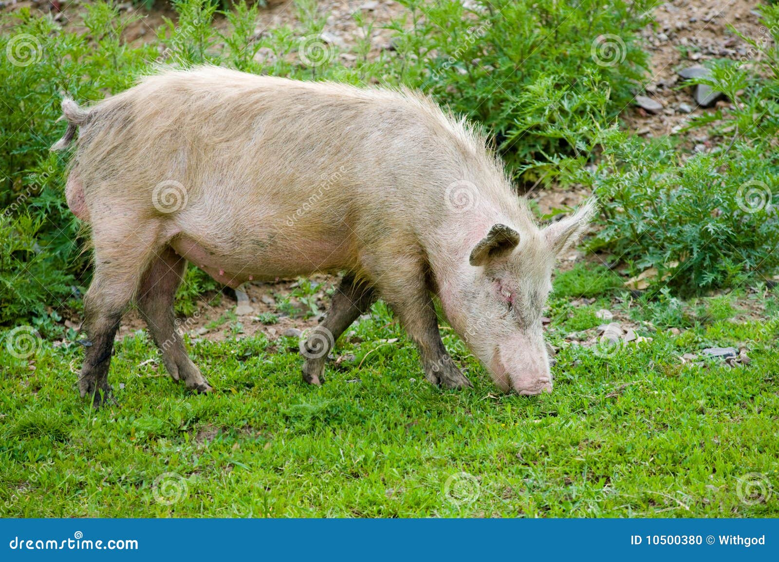 Grazing dirty pig stock photo. Image of country, grassland - 10500380
