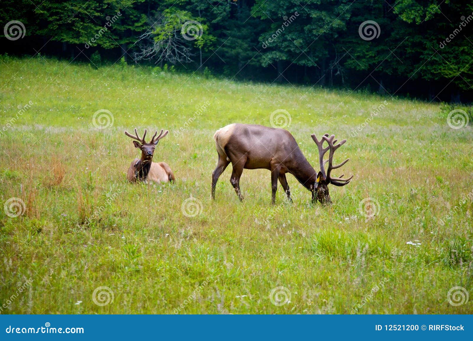Grazing Elk stock photo. Image of park, pasture, great - 12521200