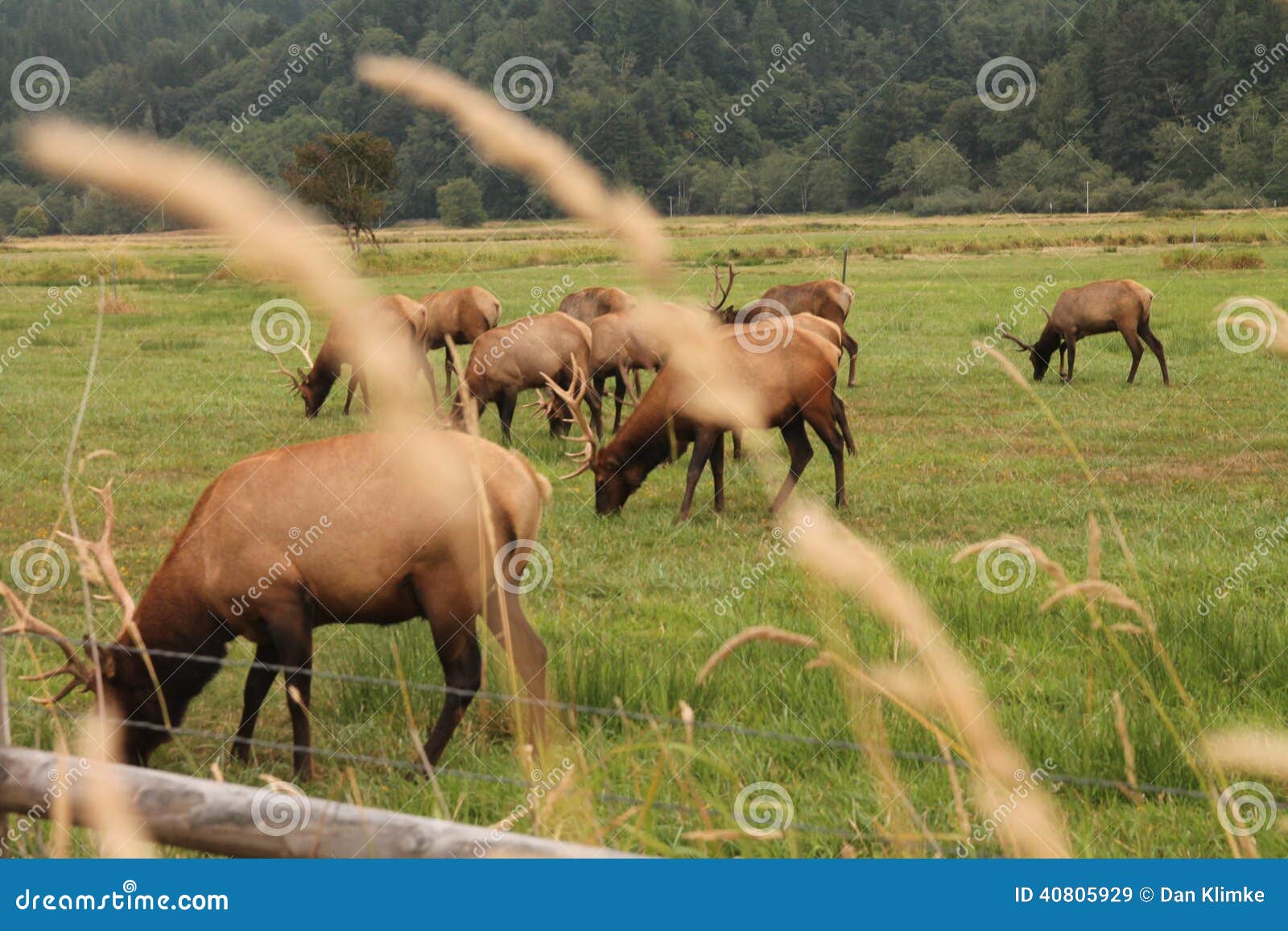 Grazing Elk stock image. Image of habitat, oregon, america - 40805929
