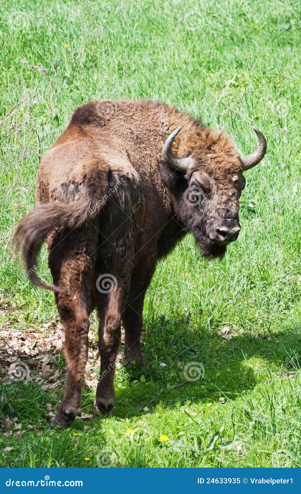 Grazing European Bison on the Green Grass Stock Image - Image of ...